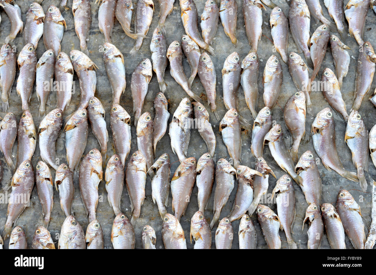 patterns of dried fish background Stock Photo - Alamy