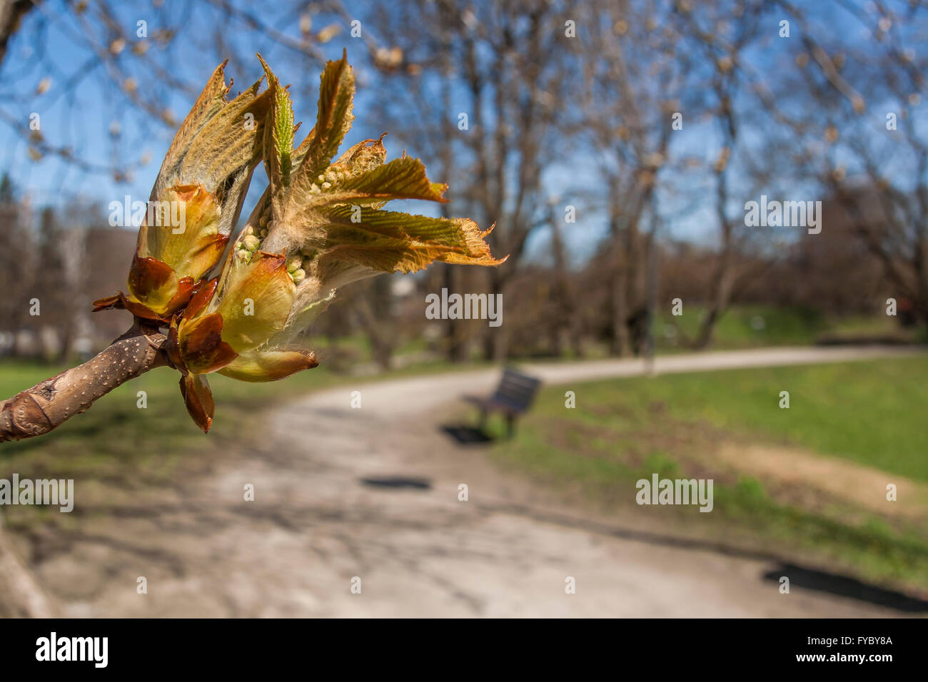 Chestnut Tree Bud In The Park Stock Photo - Alamy