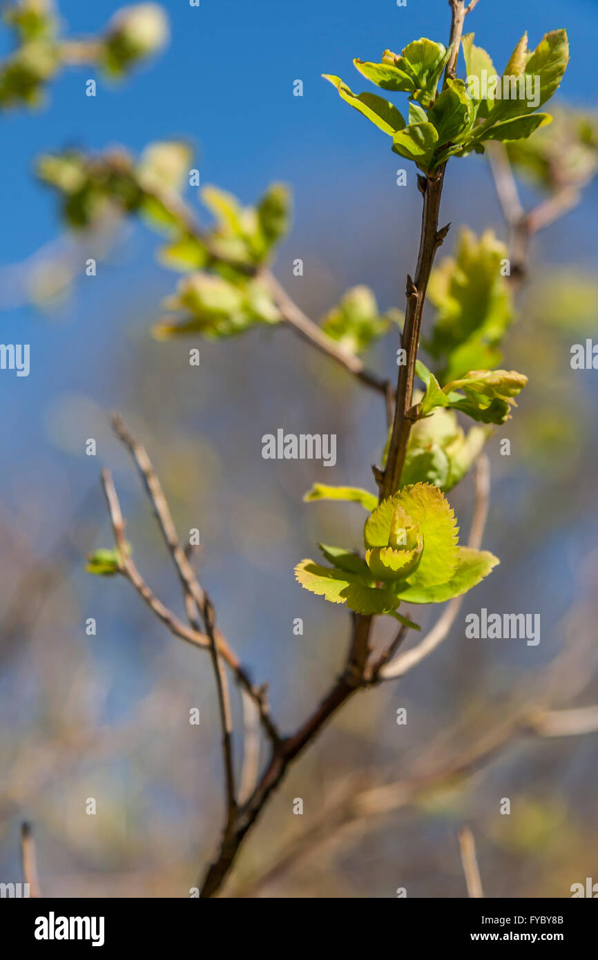 Growing plant time lapse close hi-res stock photography and images - Alamy