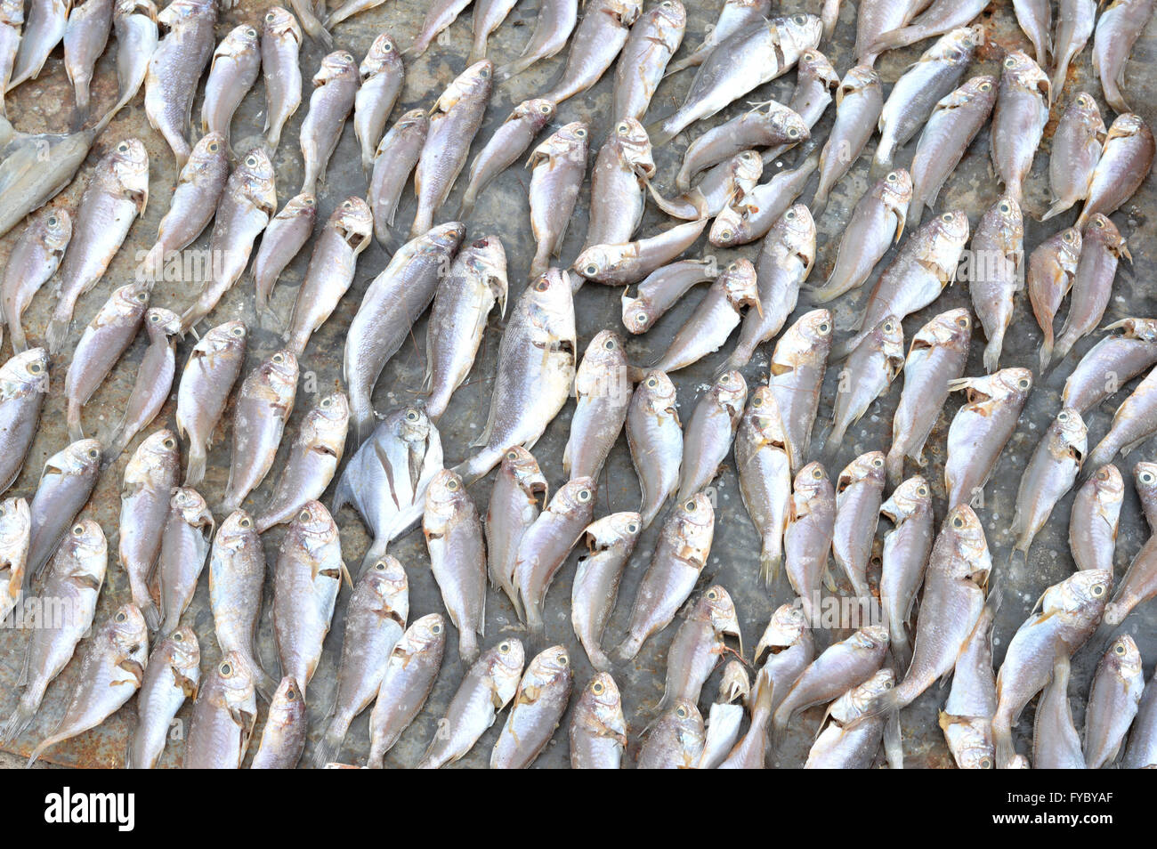 patterns of dried fish background Stock Photo - Alamy