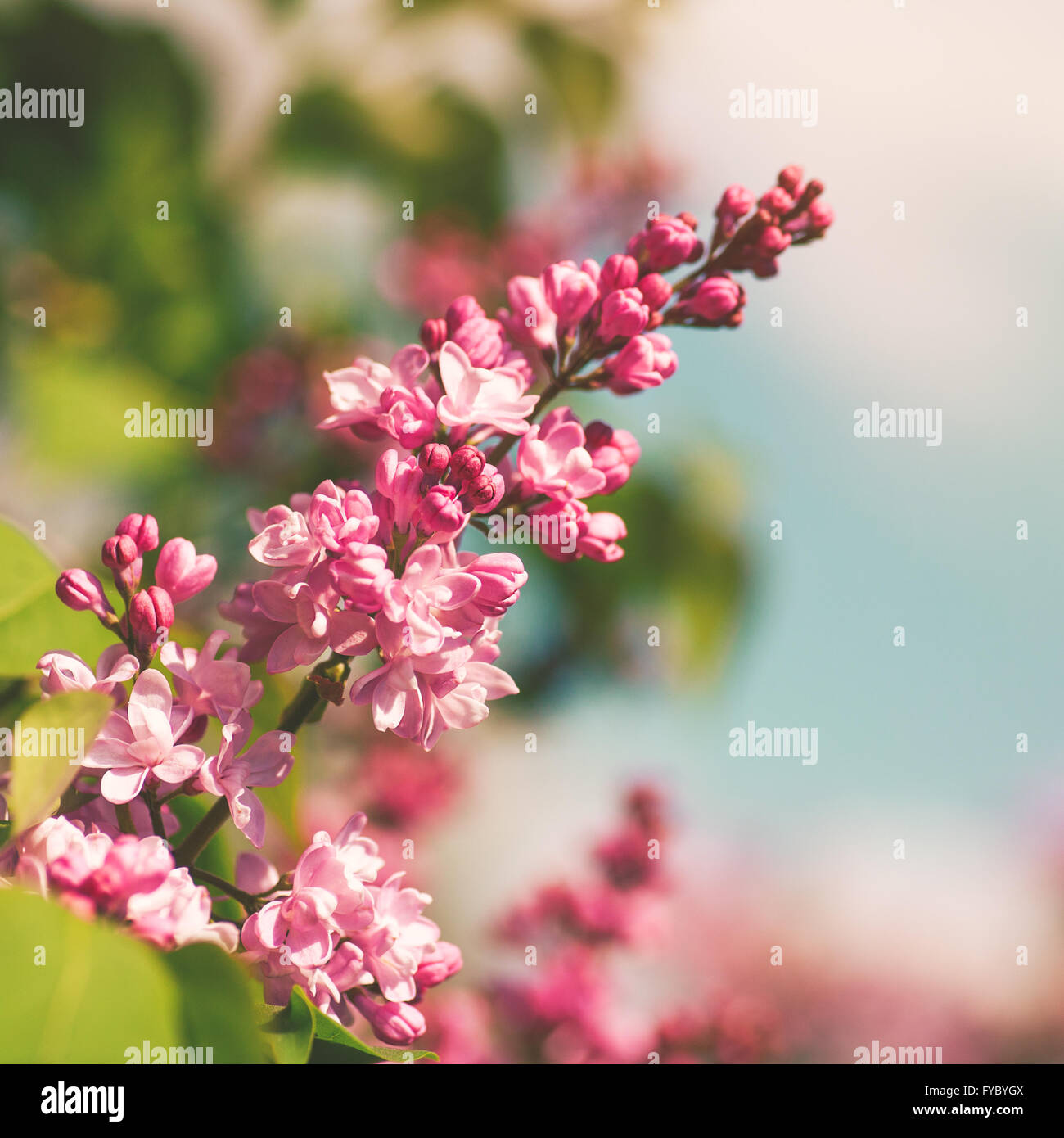 Sakura flowers, abstract spring backgrounds Stock Photo - Alamy