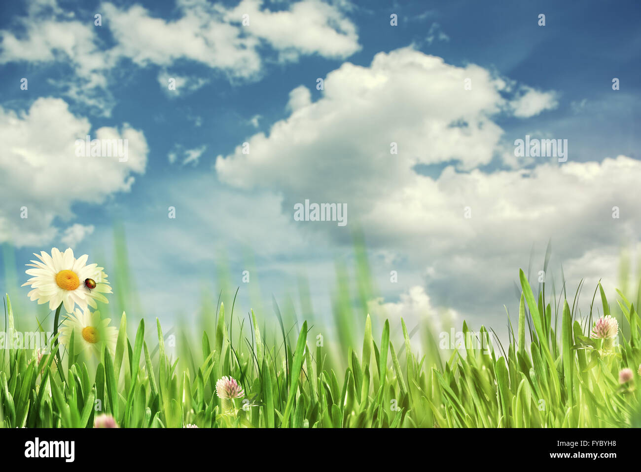 Beauty spring time. Abstract natural backgrounds with daisy flowers ...