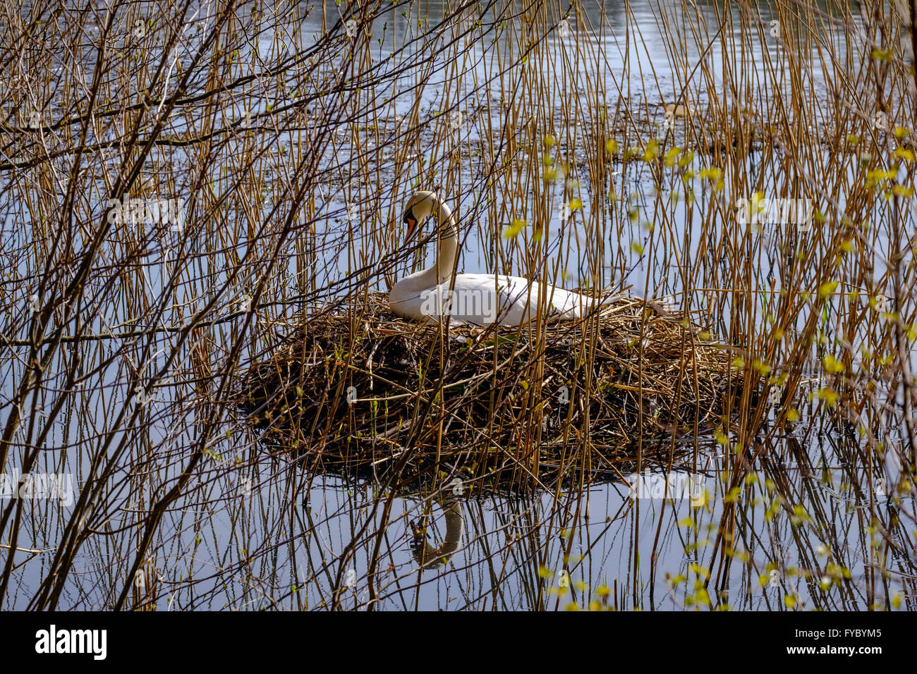 Nest framed in reeds hi-res stock photography and images - Alamy