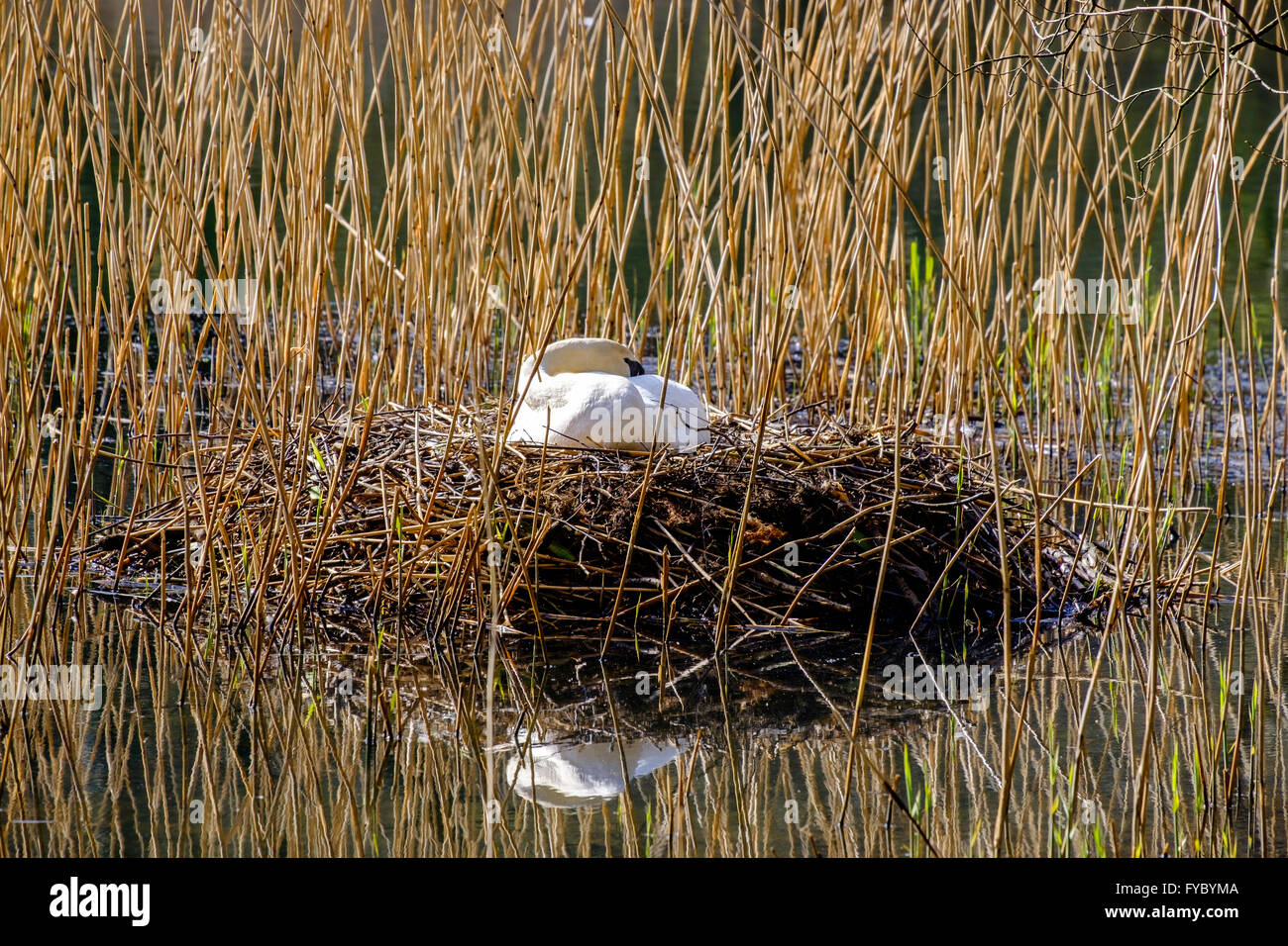 Mute swan on nest of reeds on Cannop Ponds, Forest of Dean ...