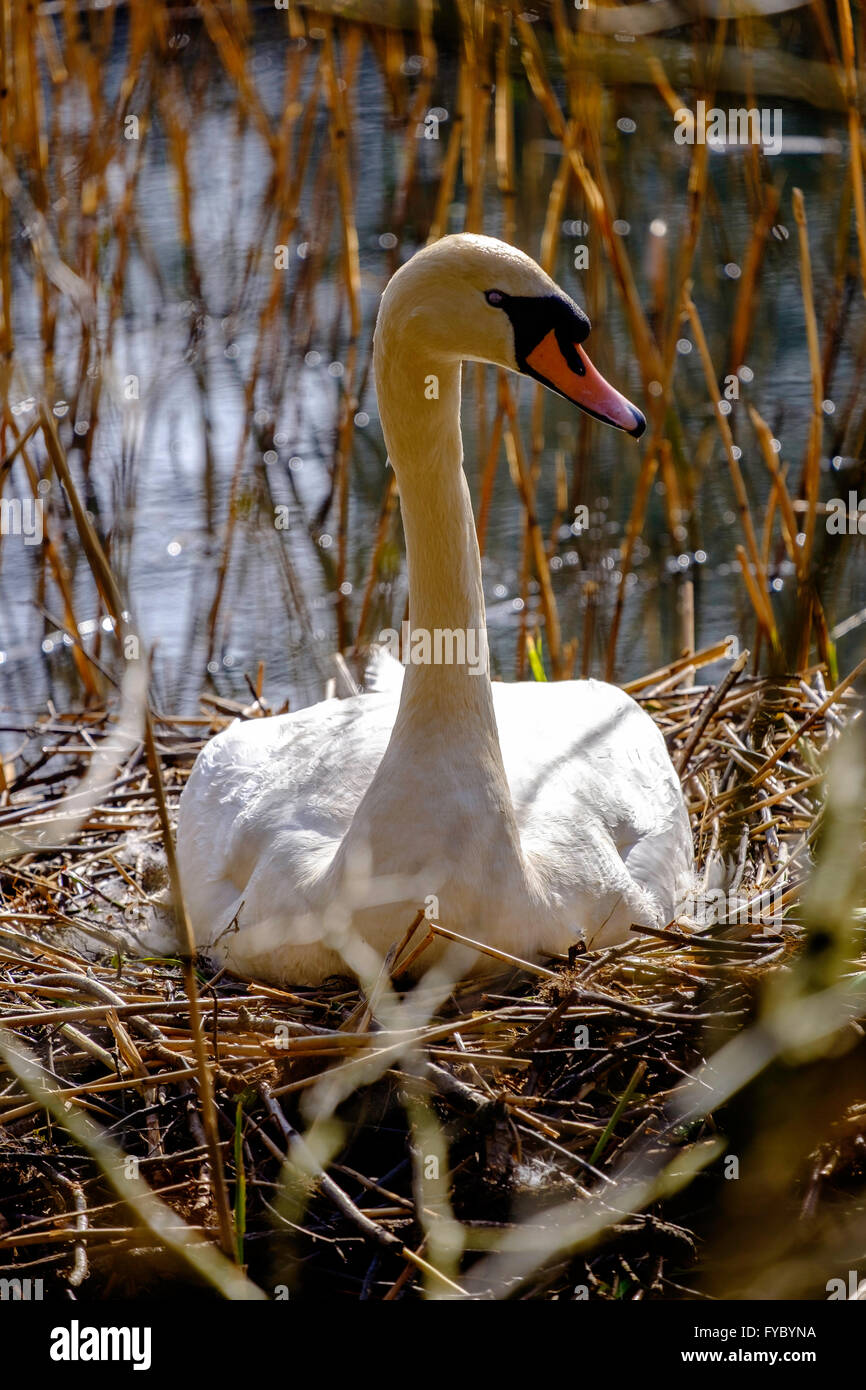 Mute swan sitting on nest of reeds on Cannop Ponds in spring in Forest ...