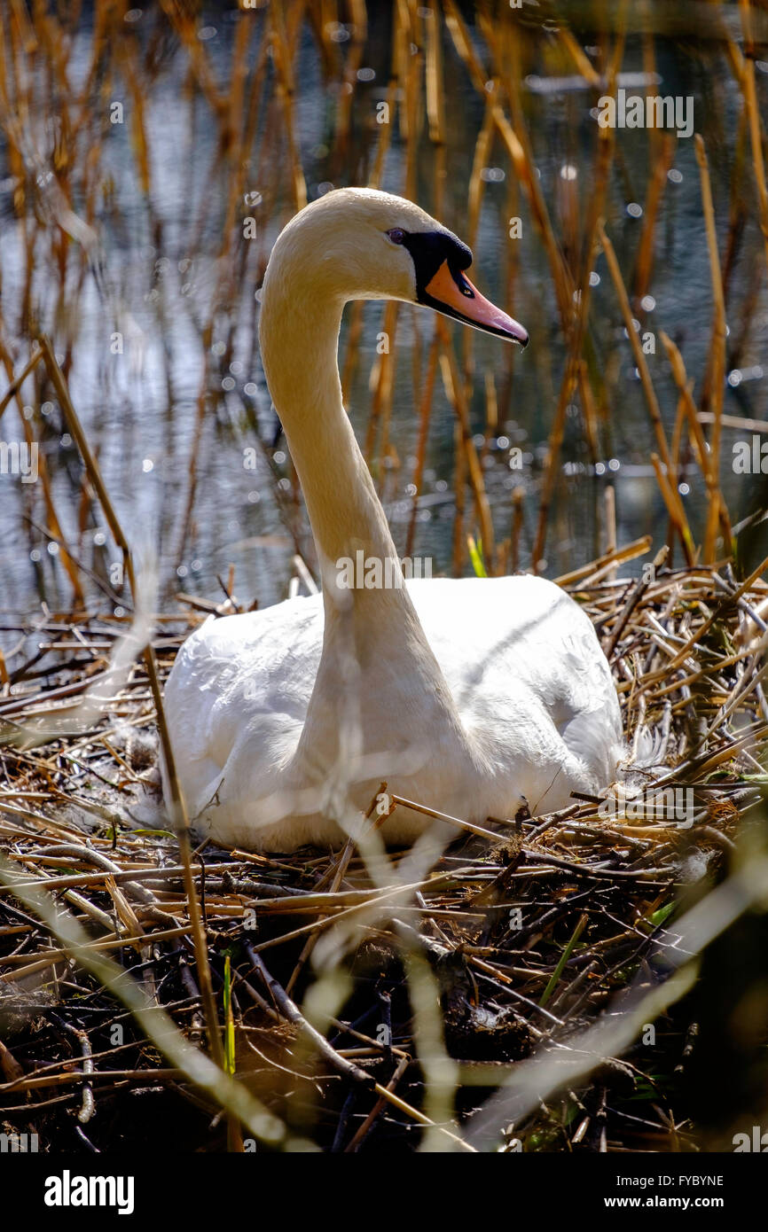 Swan sitting on nest hi-res stock photography and images - Alamy