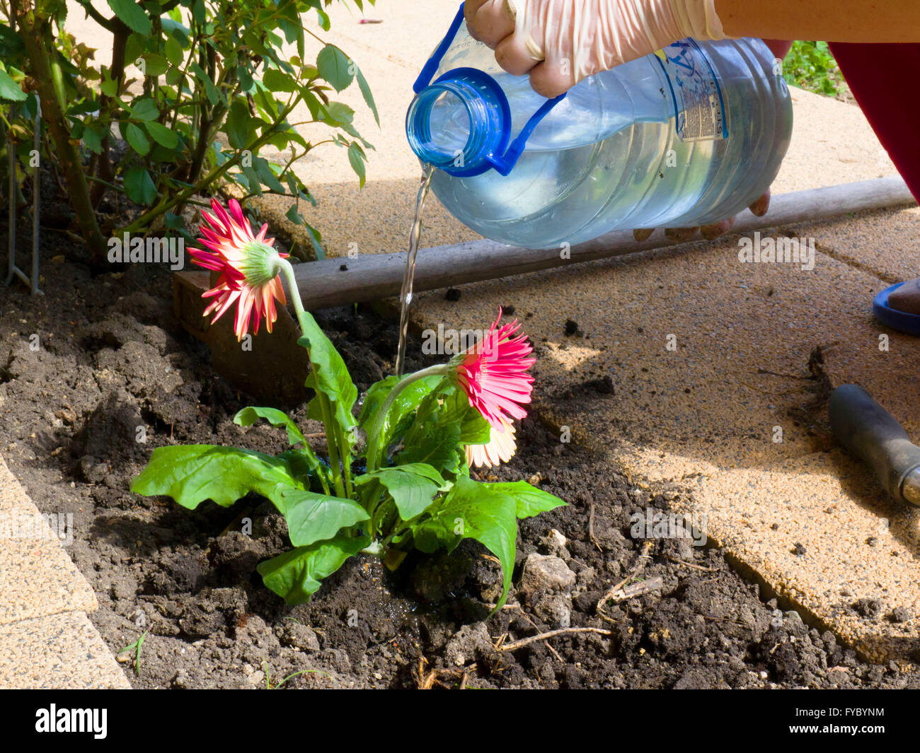 watering a flower Stock Photo - Alamy