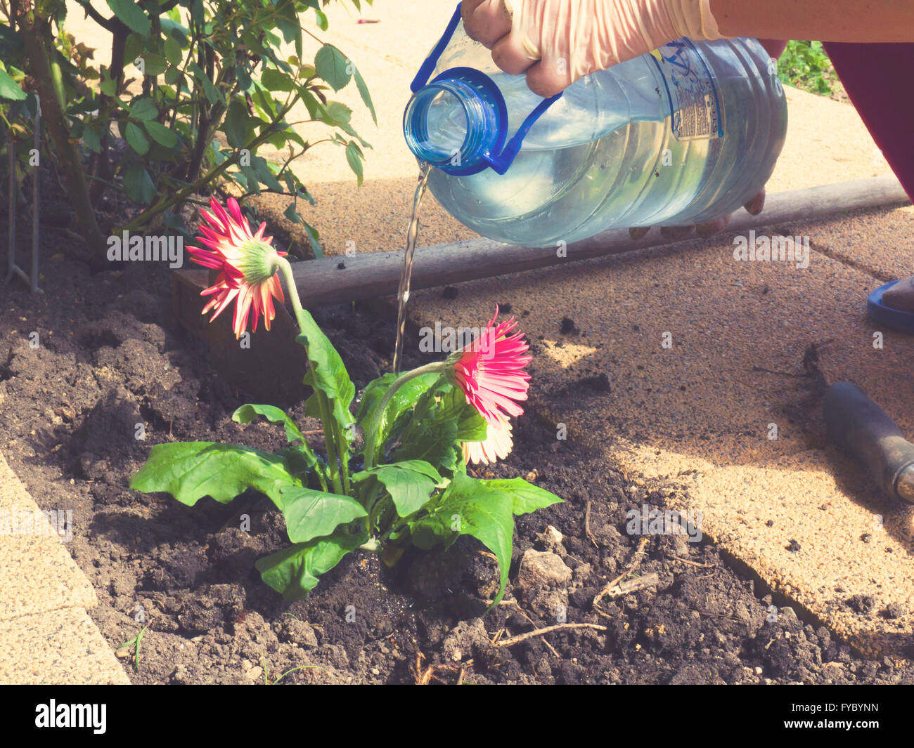 watering a flower Stock Photo - Alamy