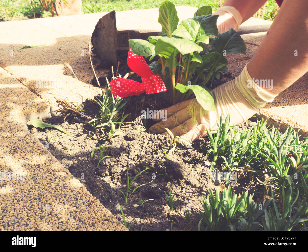 planting a flower Stock Photo - Alamy