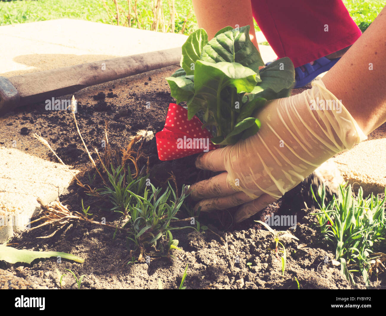 Planting a flower Stock Photo - Alamy