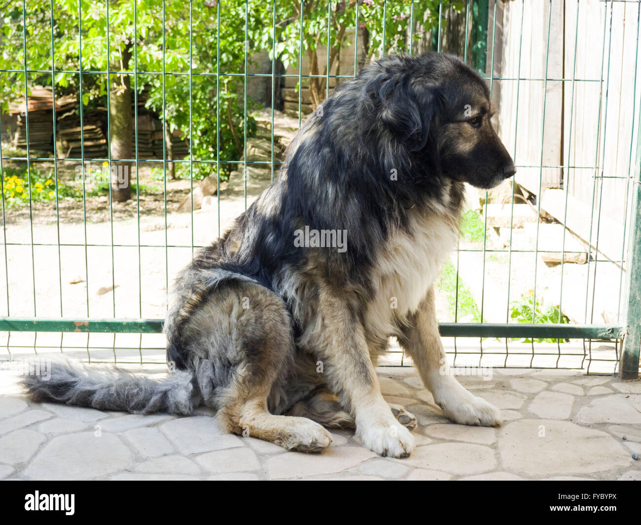 Ovtcharka hi-res stock photography and images - Alamy