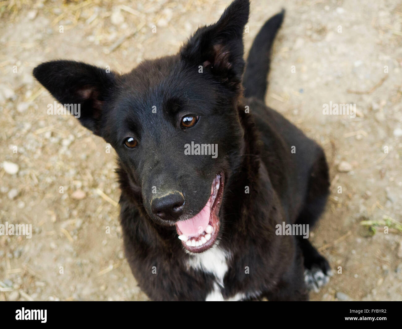 Happy black dog hi-res stock photography and images - Alamy