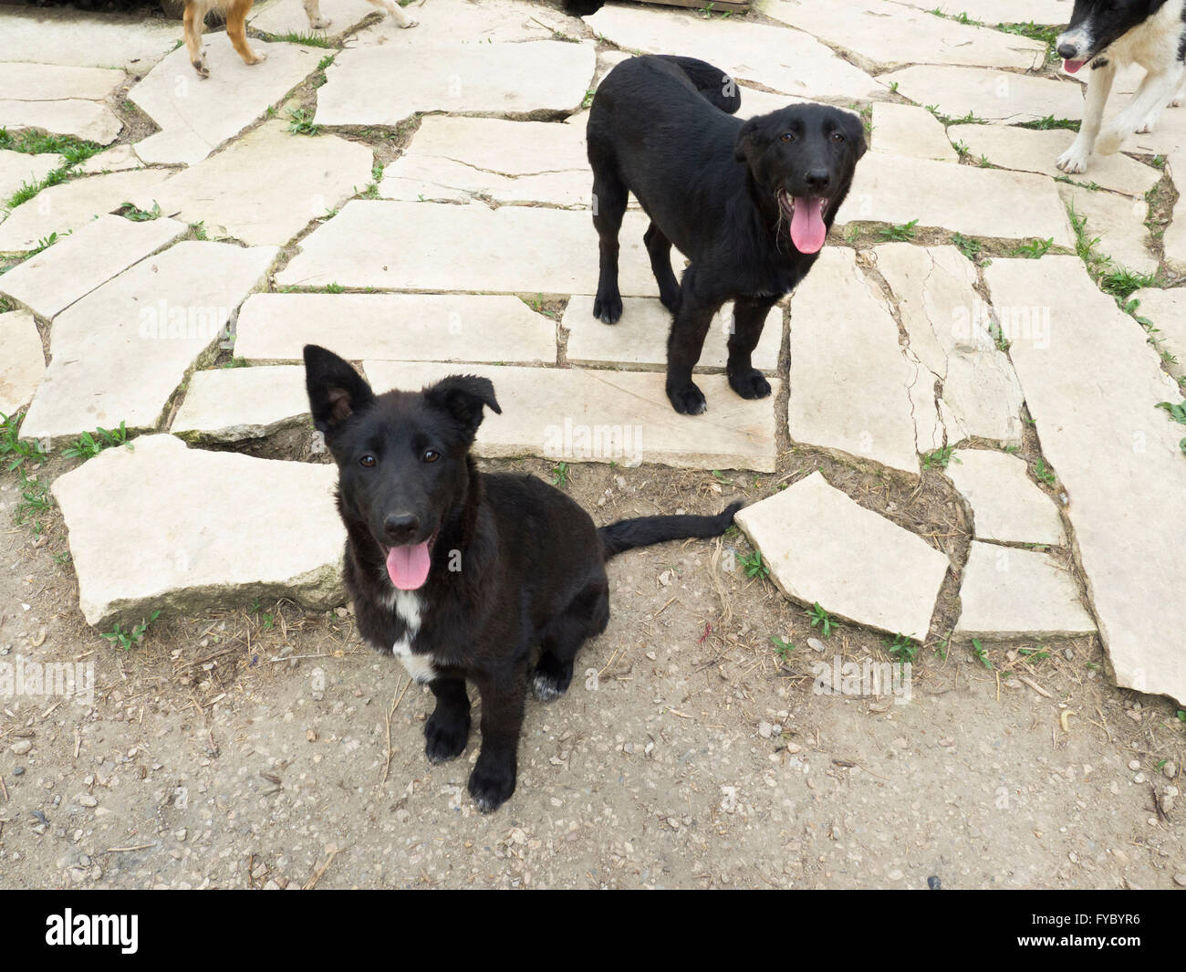 black dogs outside Stock Photo - Alamy