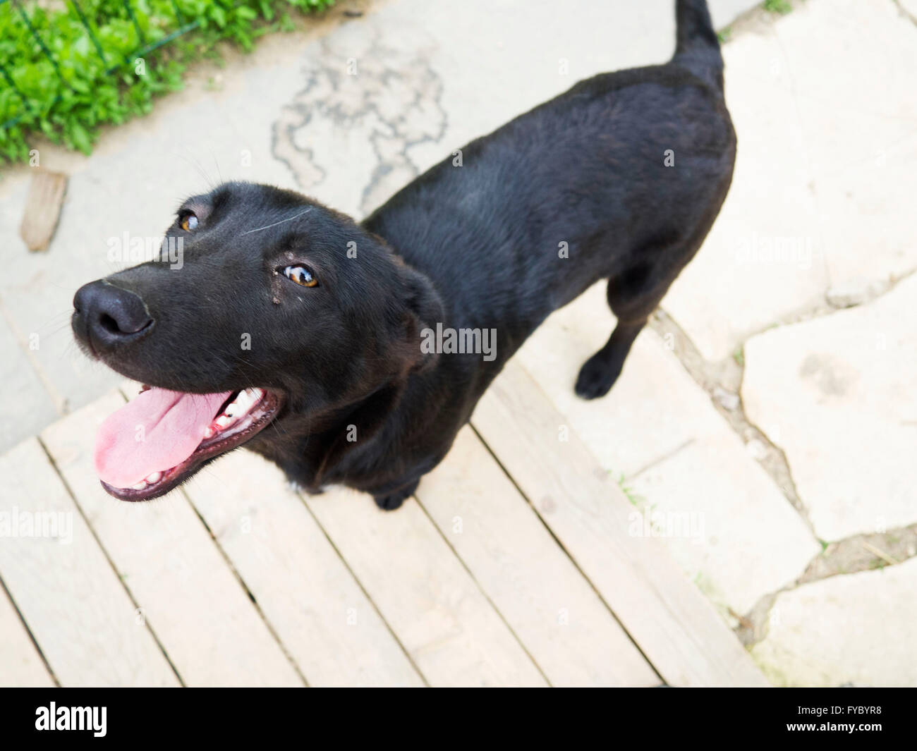 happy black dog Stock Photo - Alamy