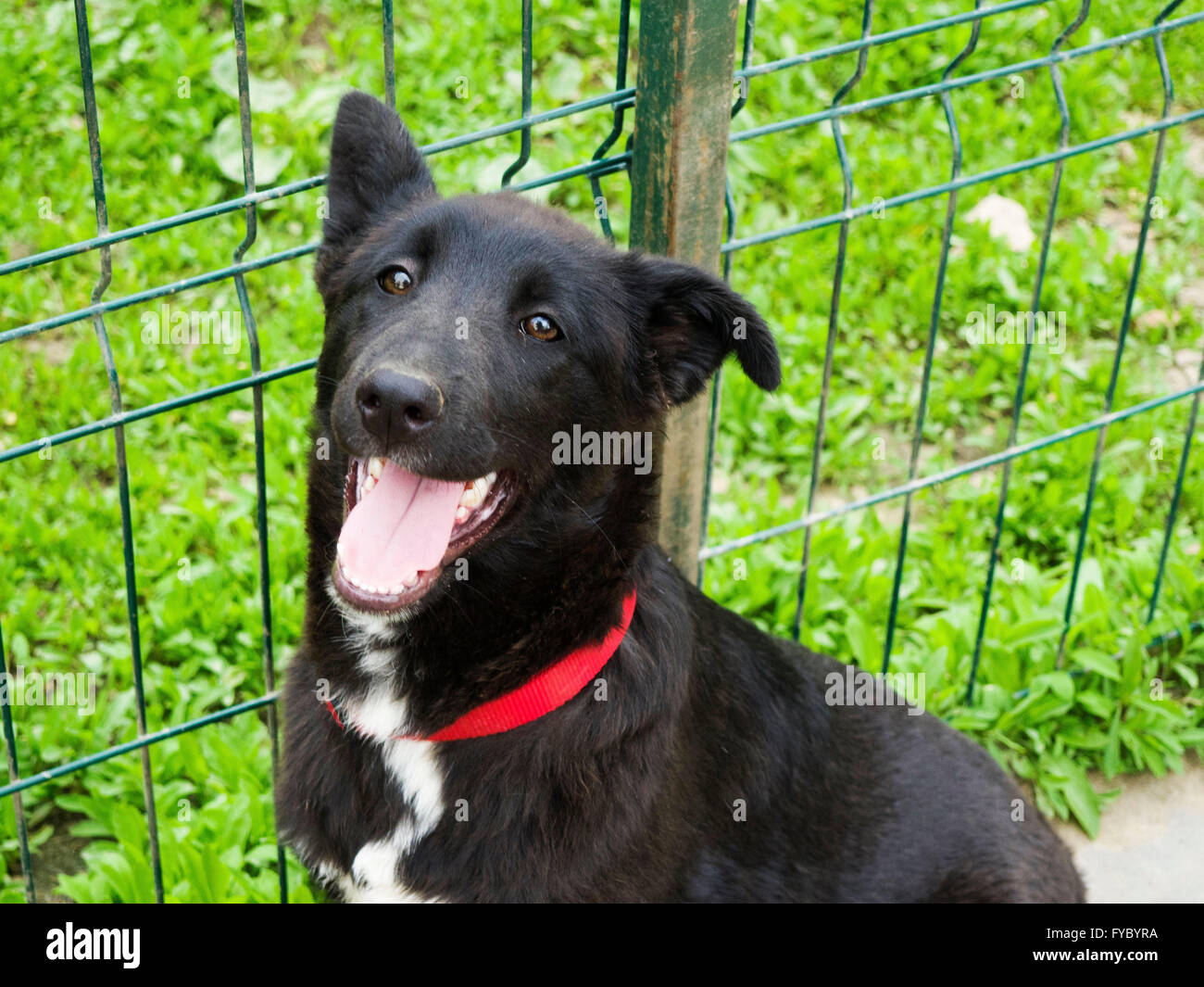 Happy black dog hi-res stock photography and images - Alamy