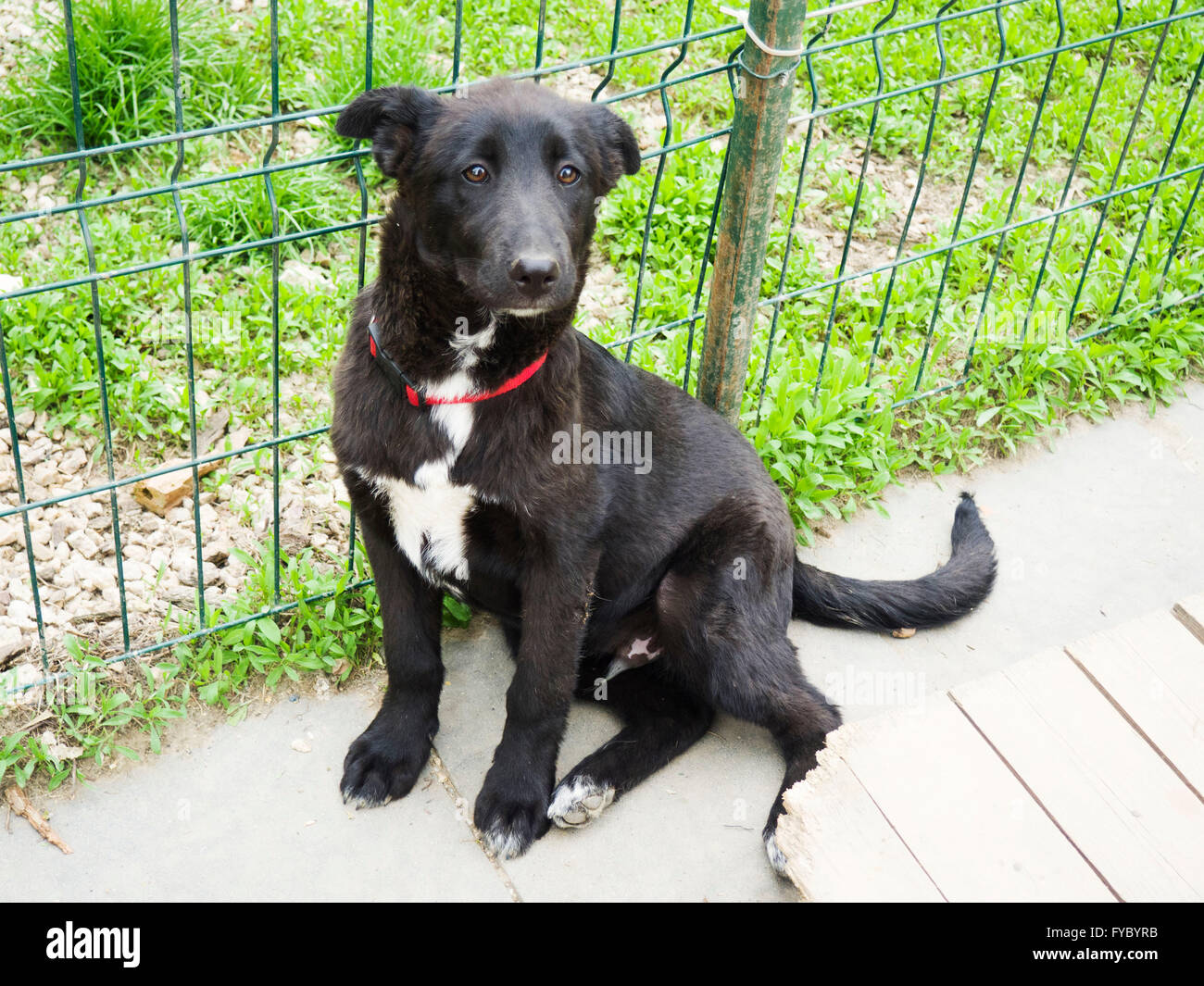 Pariah dog hi-res stock photography and images - Alamy