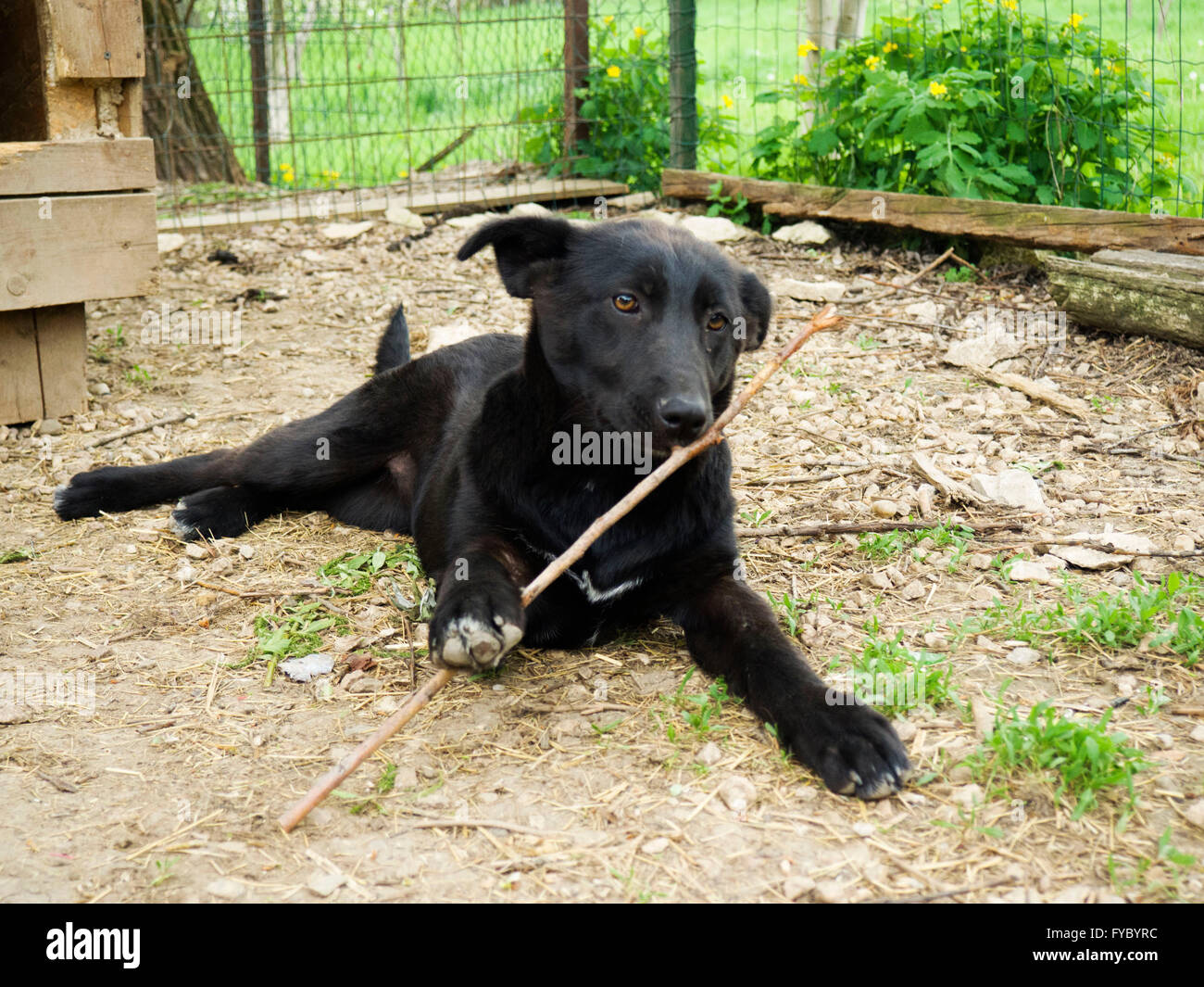 black dog playing with a stick outside Stock Photo - Alamy