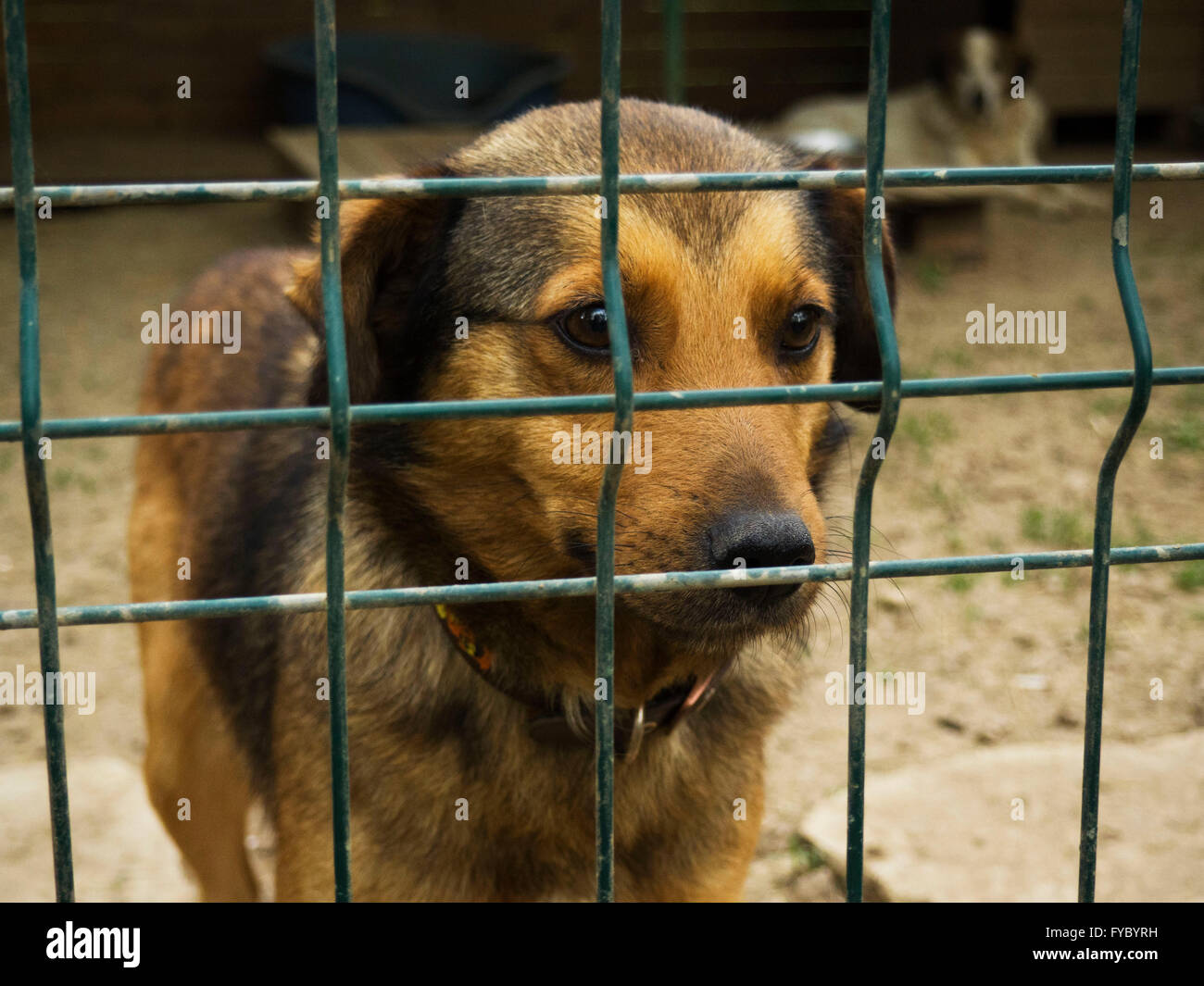 Sad dog in animal shelter Stock Photo - Alamy