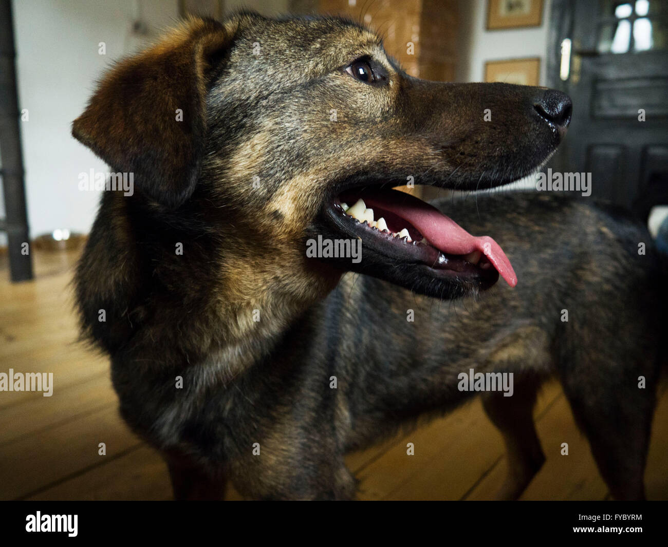 happy adopted dog Stock Photo - Alamy