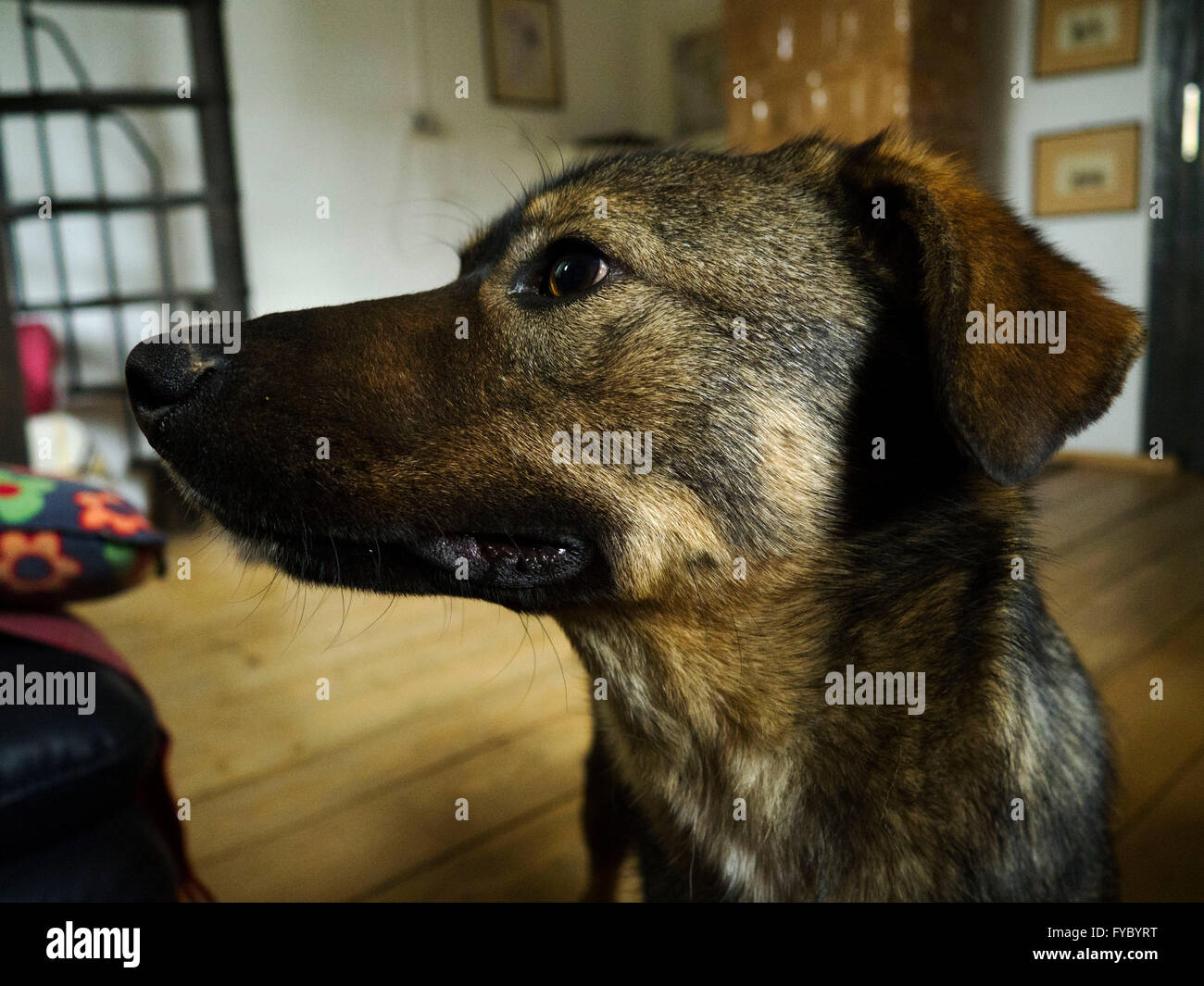 brown stray adopted dog Stock Photo - Alamy
