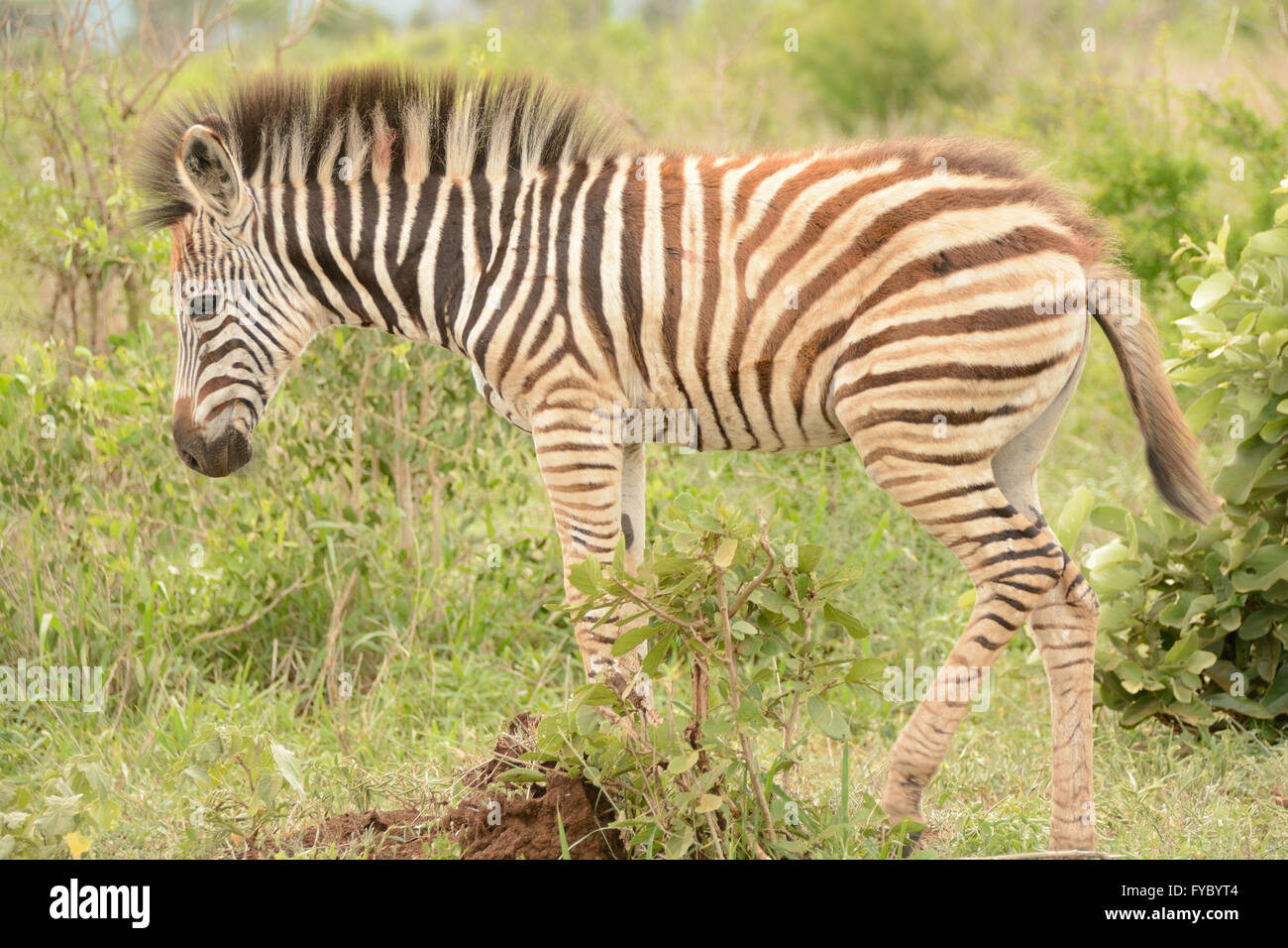 Burchell's zebra foal isolated from the herd Stock Photo - Alamy
