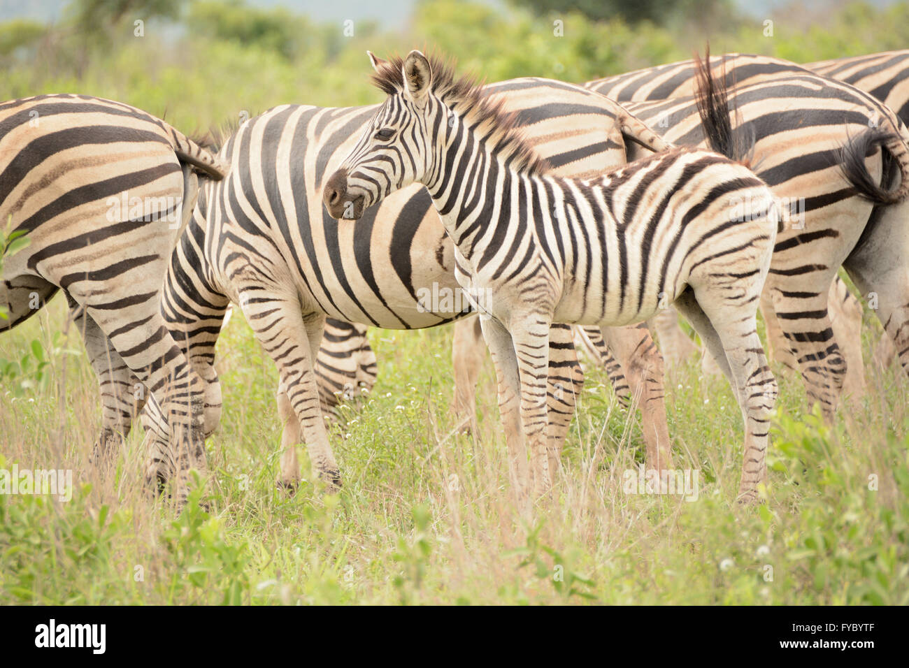 Burchell's zebra foal alert to movement in the bush Stock Photo - Alamy