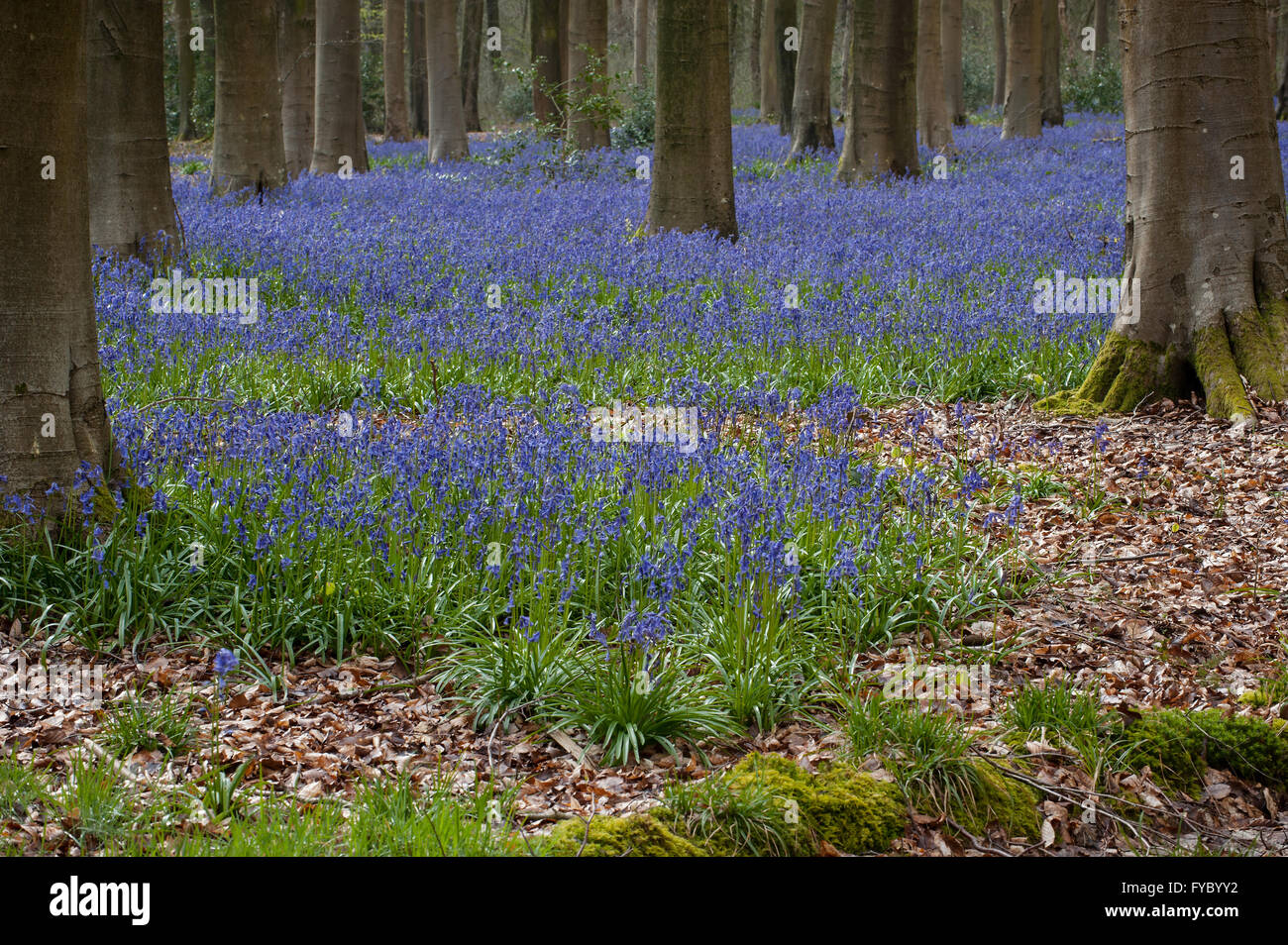 Micheldever wood bluebells hi-res stock photography and images - Alamy