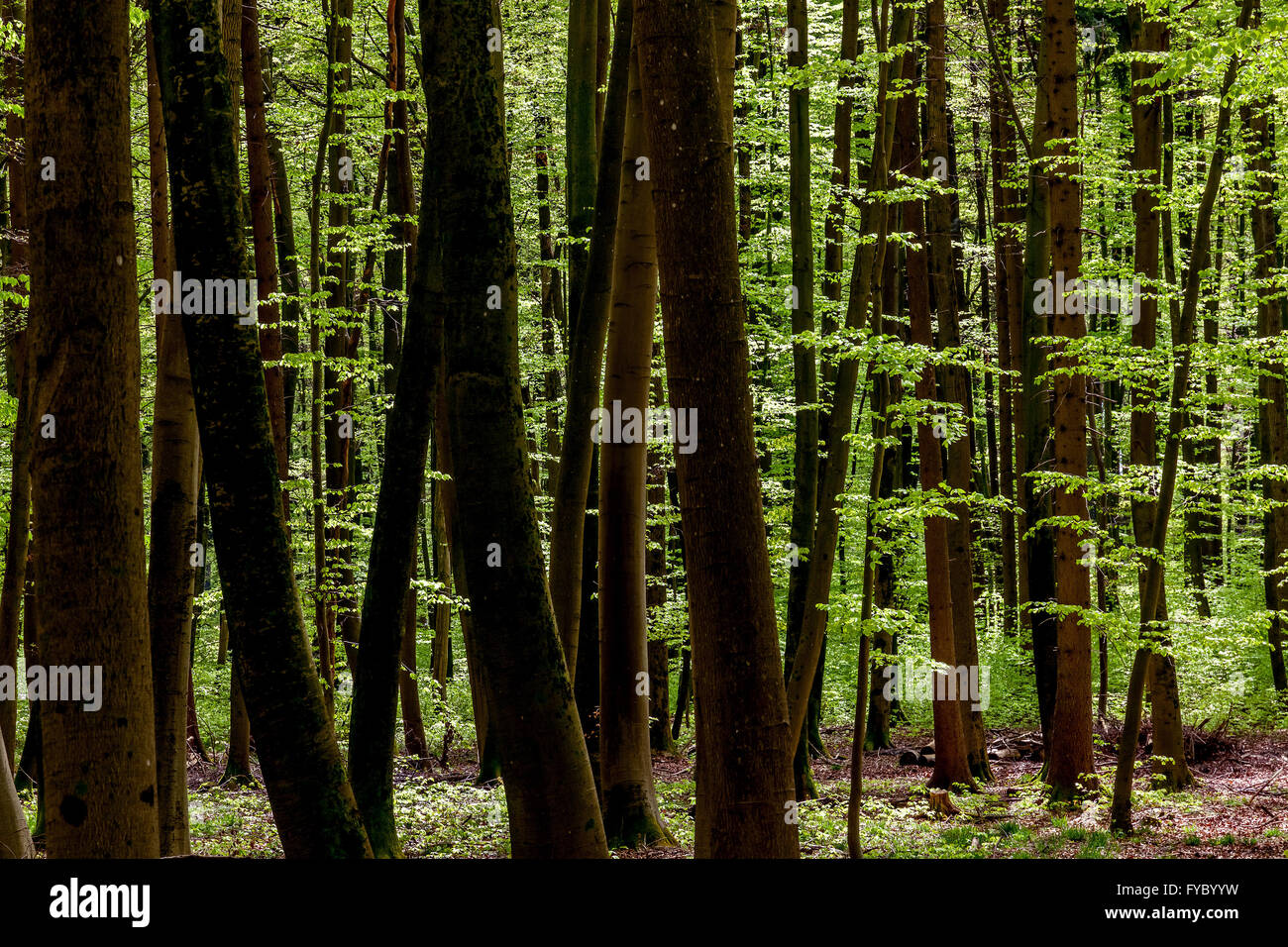 Environmental beauty forest hi-res stock photography and images - Alamy