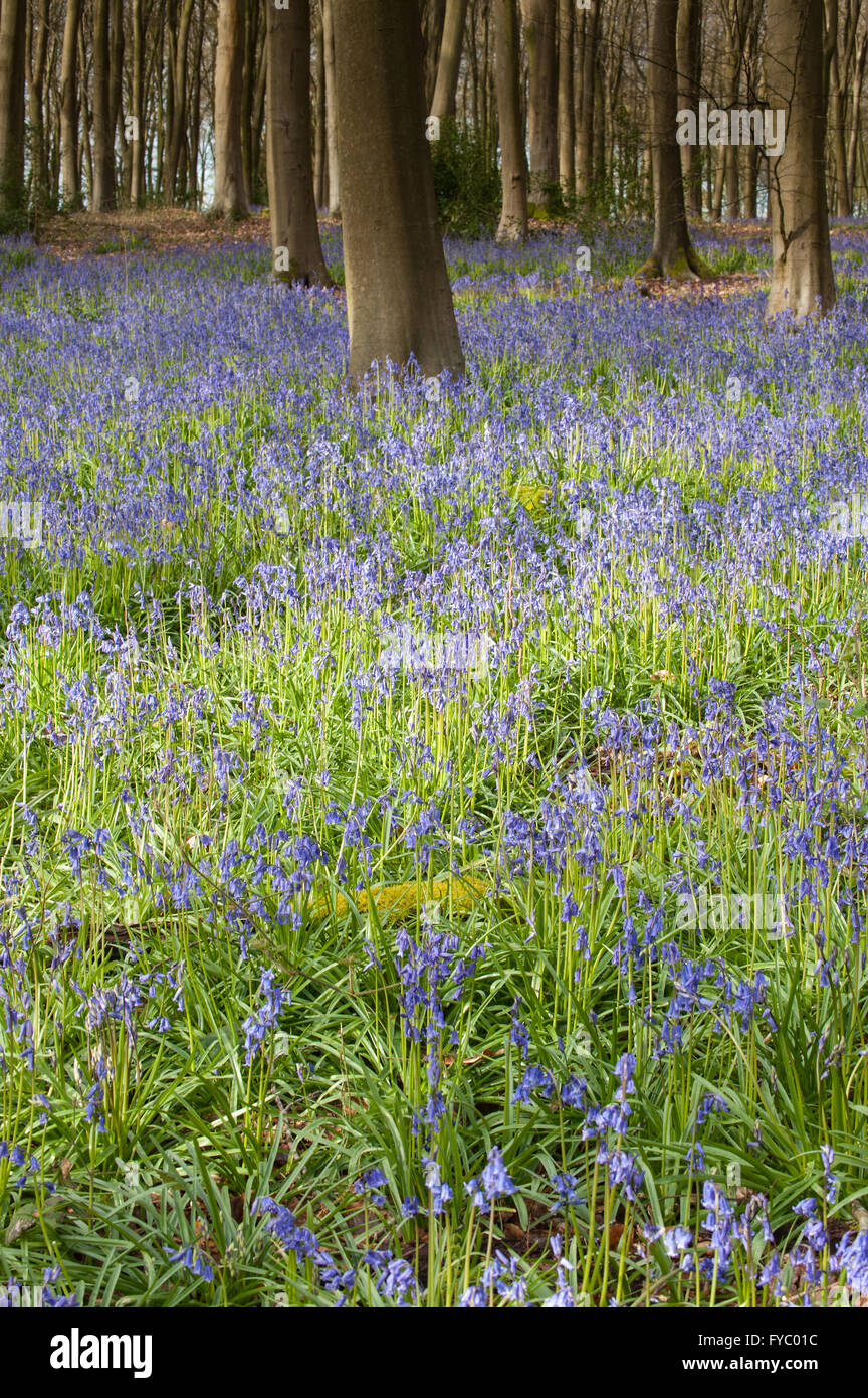 Bluebells micheldever wood in hampshire hi-res stock photography and ...