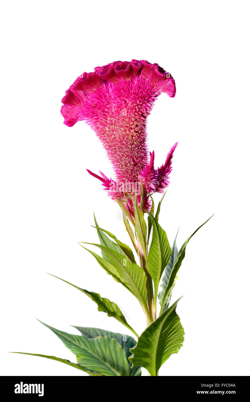 Celosia crested chicken flower hi-res stock photography and images - Alamy