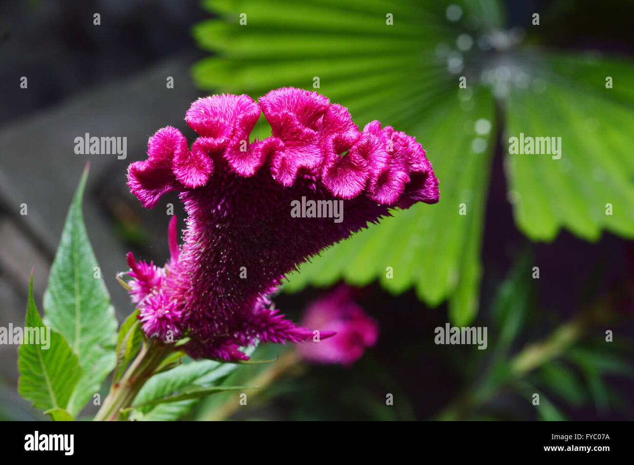 celosia or crested chicken flower Stock Photo - Alamy