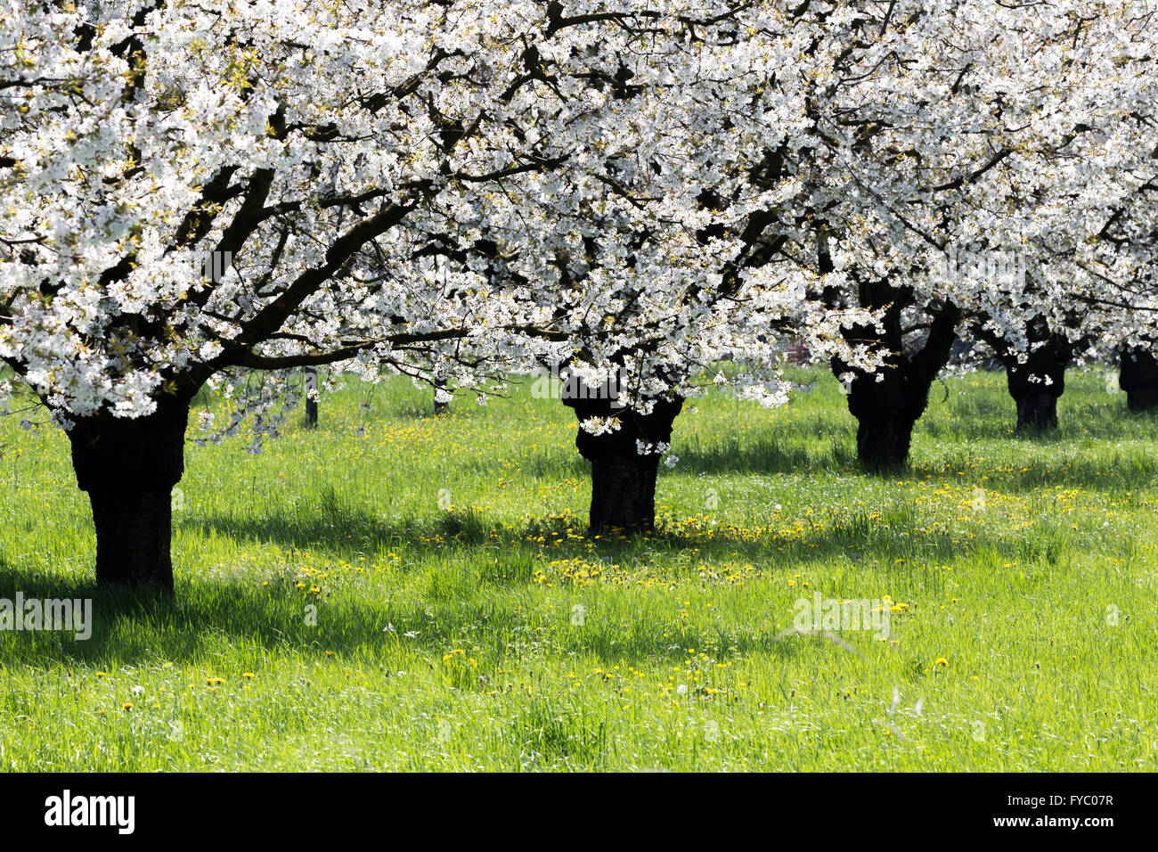 Flowering fruit orchard hi-res stock photography and images - Alamy