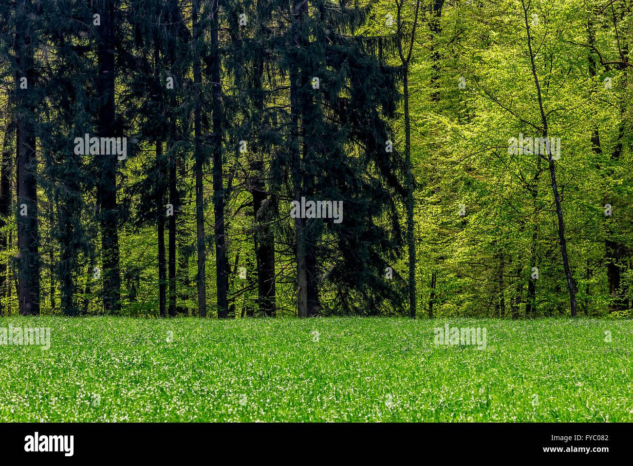 Multi color forest hi-res stock photography and images - Alamy