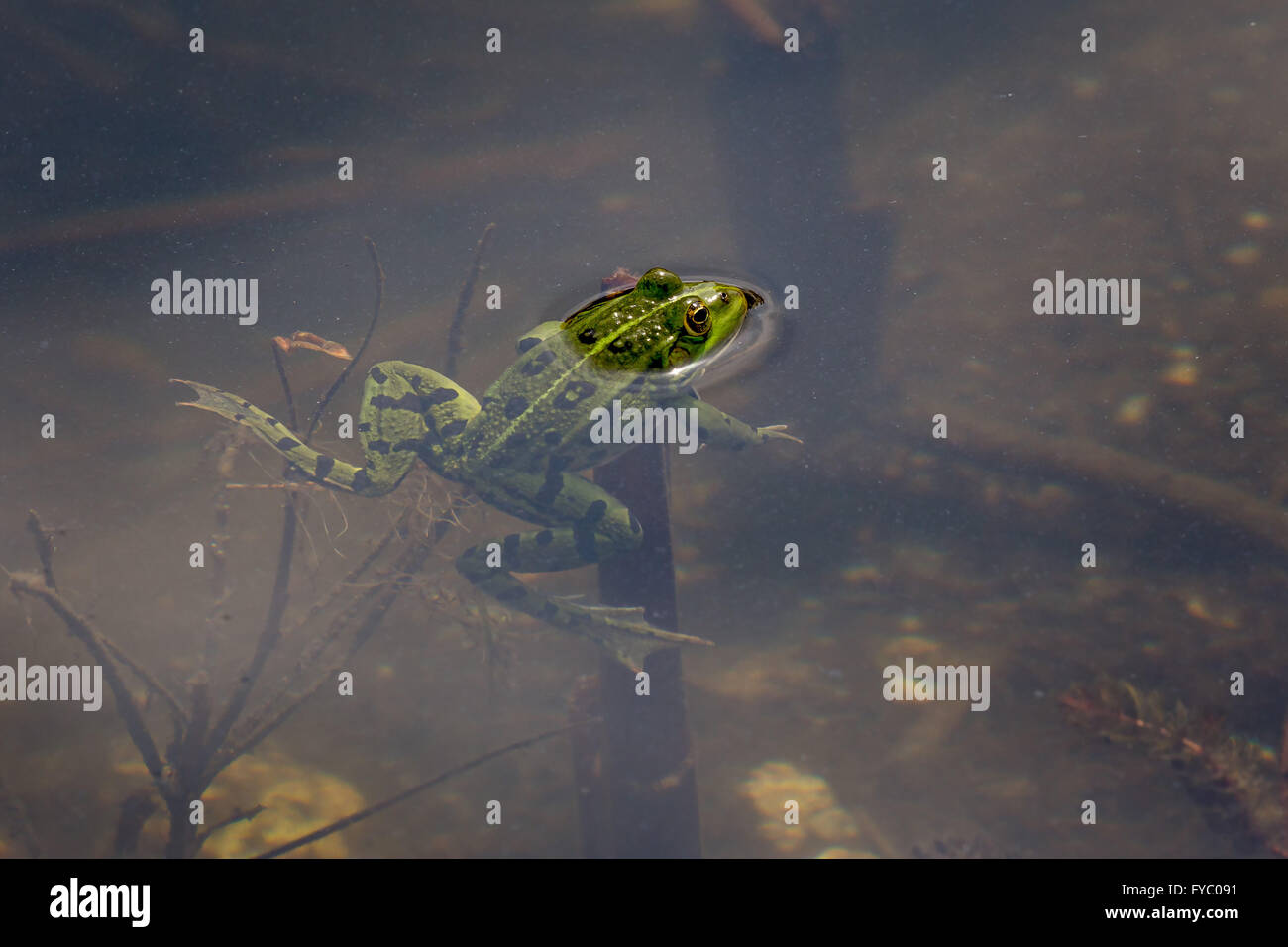 Edible frog (Pelophylax kl. esculentus), Lange Erlen, Riehen, Basel ...