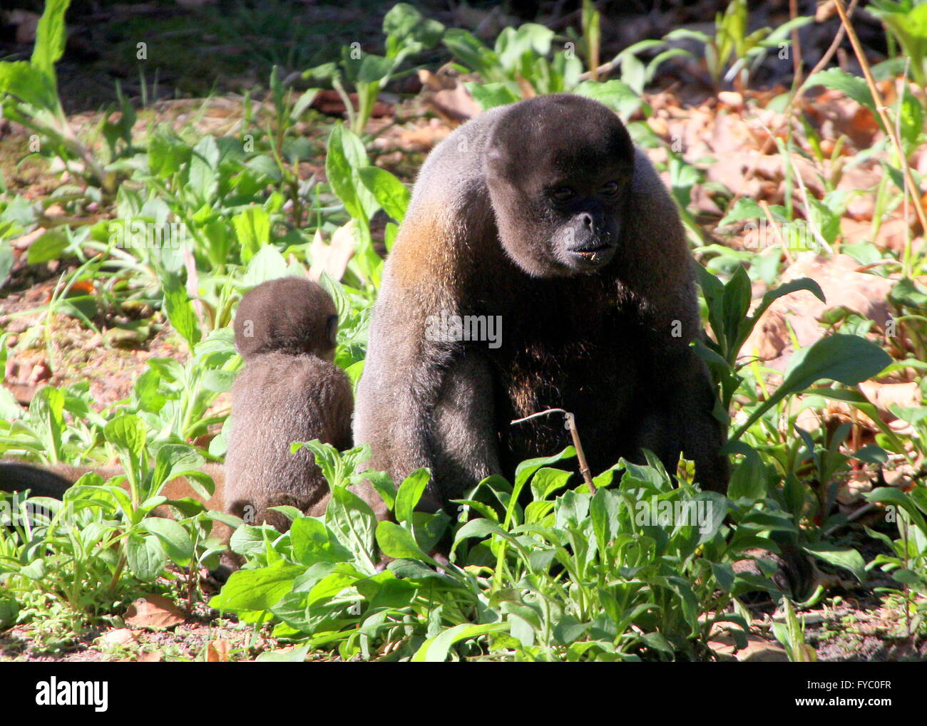 South American Common Brown or Humboldt's woolly monkey (Lagothrix ...