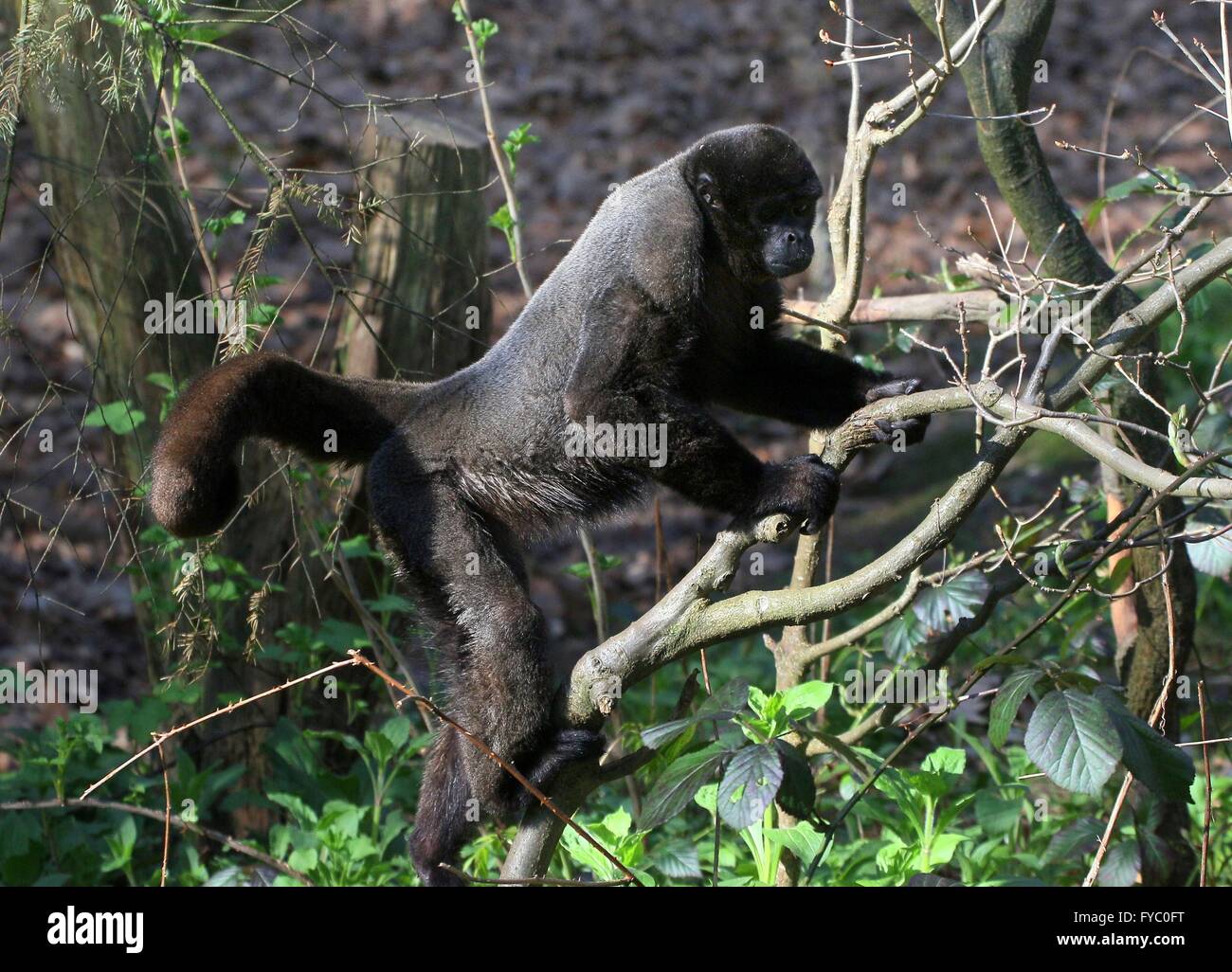 Woolly monkeys brazil hi-res stock photography and images - Alamy