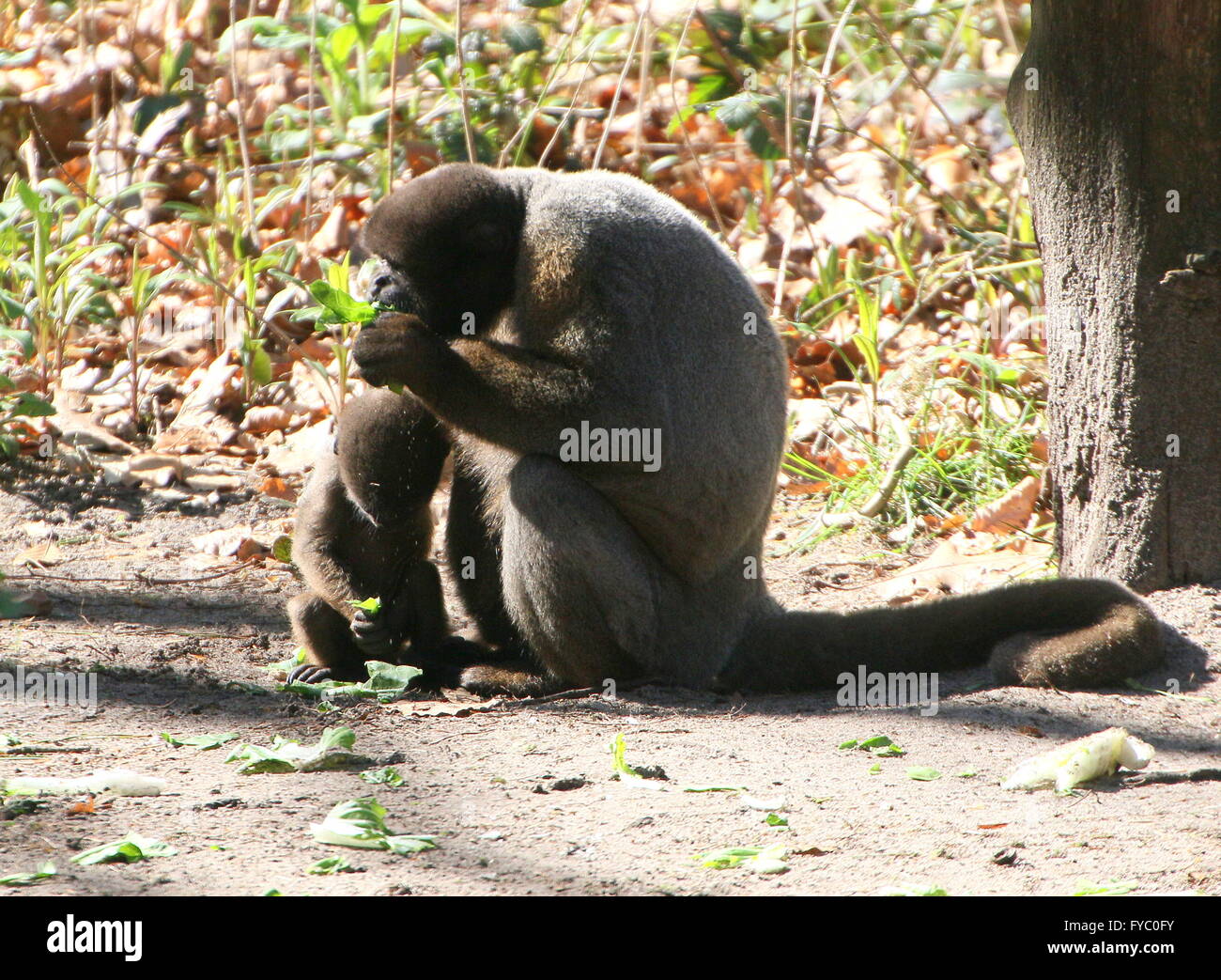 Woolly monkey mother hi-res stock photography and images - Alamy