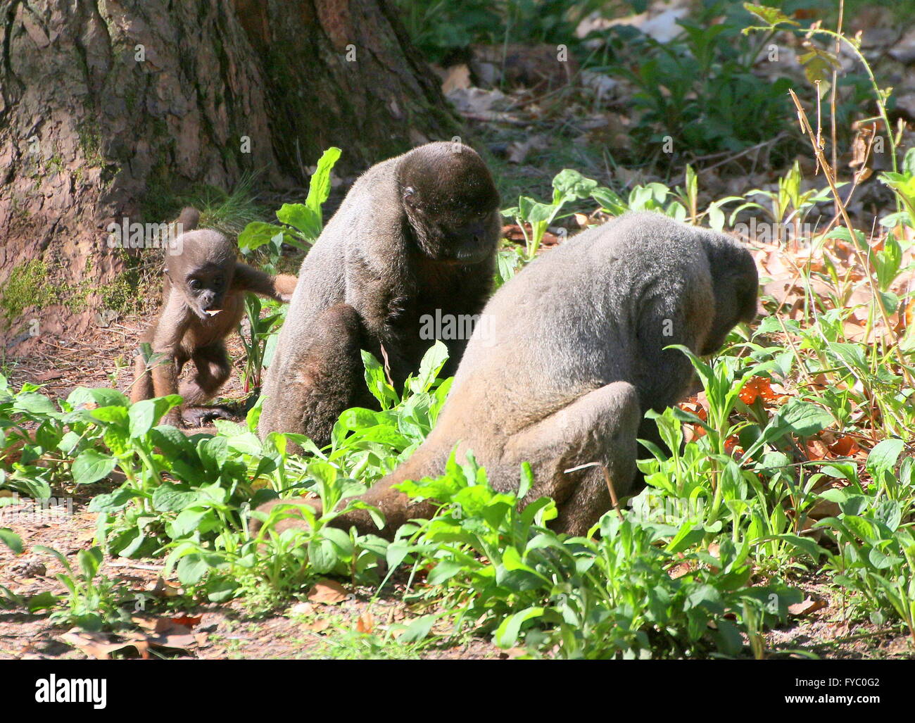 Woolly monkeys brazil hi-res stock photography and images - Alamy