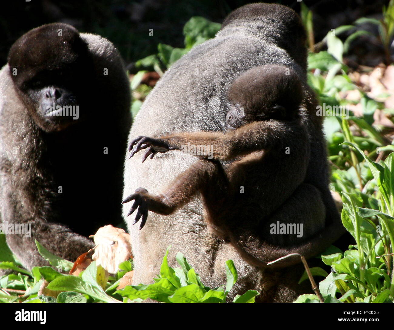 Lagotriche de humboldt hi-res stock photography and images - Alamy