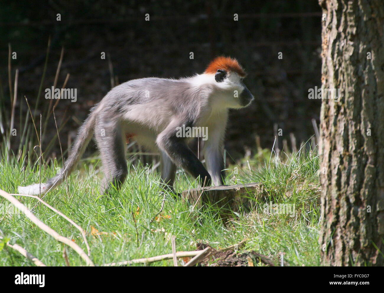 West African Red capped or (White) collared Mangabey (Cercocebus ...