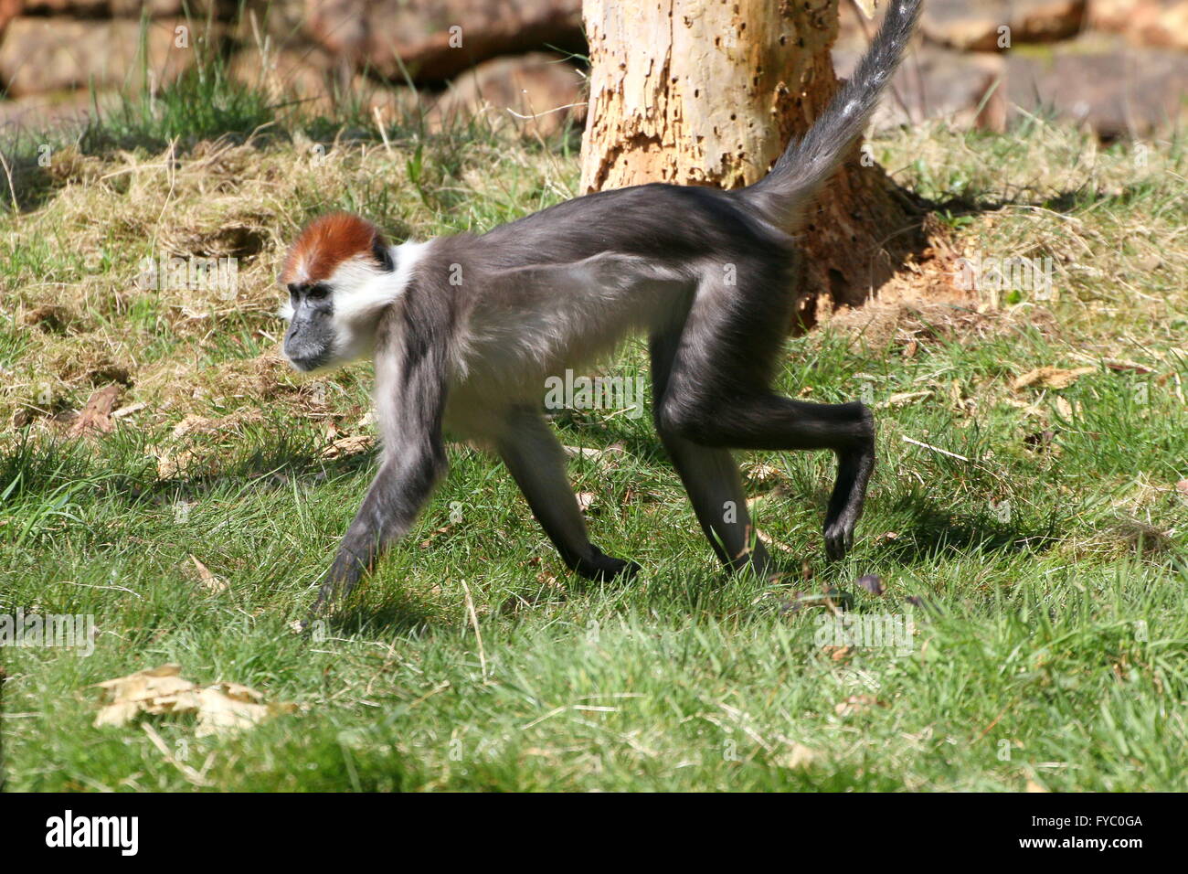 West African Red capped or (White) collared Mangabey (Cercocebus ...