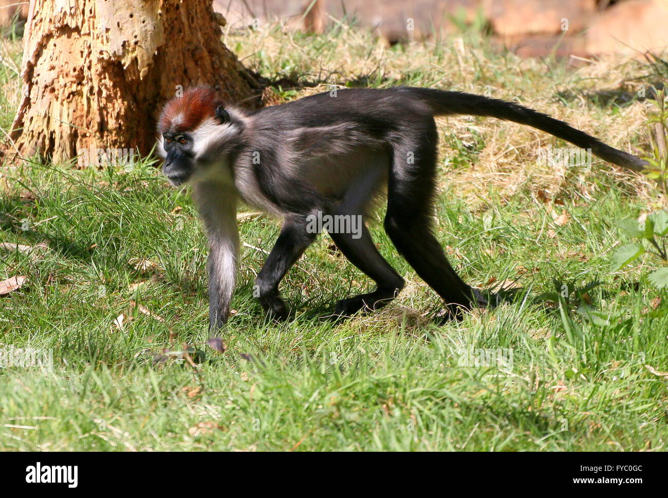 West African Red capped or (White) collared Mangabey (Cercocebus ...