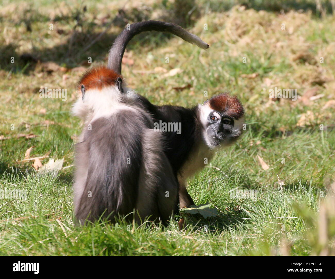 Mangabeys High Resolution Stock Photography and Images - Alamy