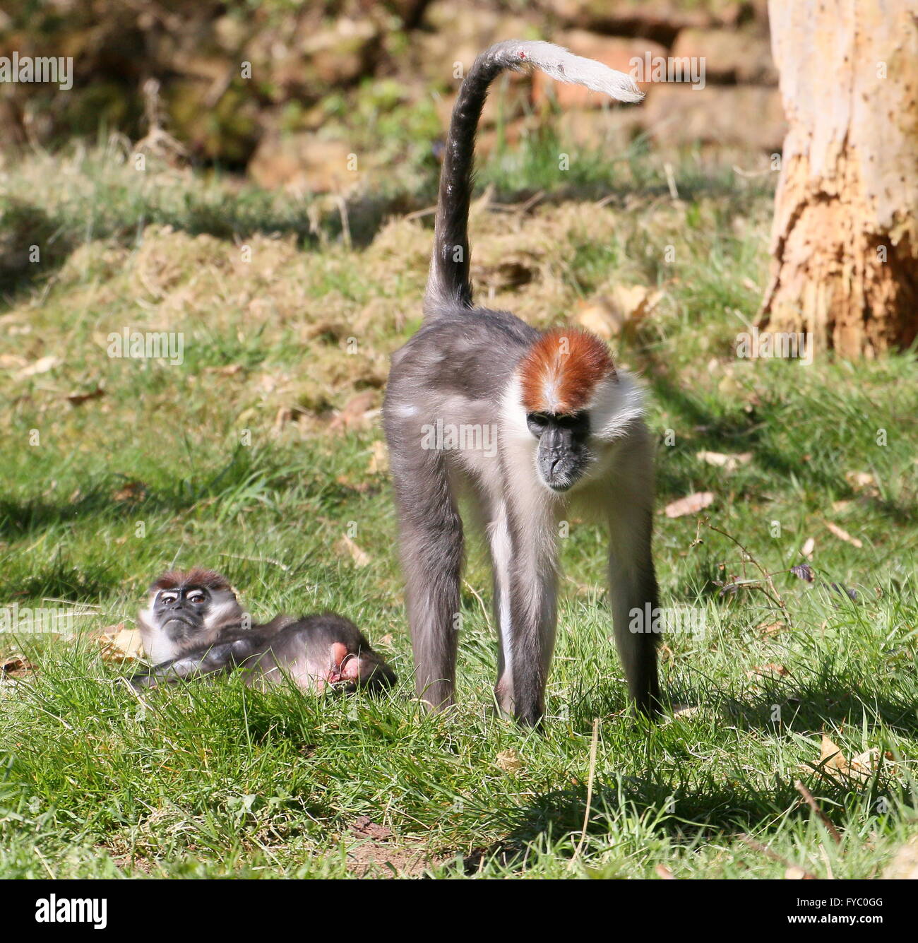 White collared mangabeys hi-res stock photography and images - Alamy