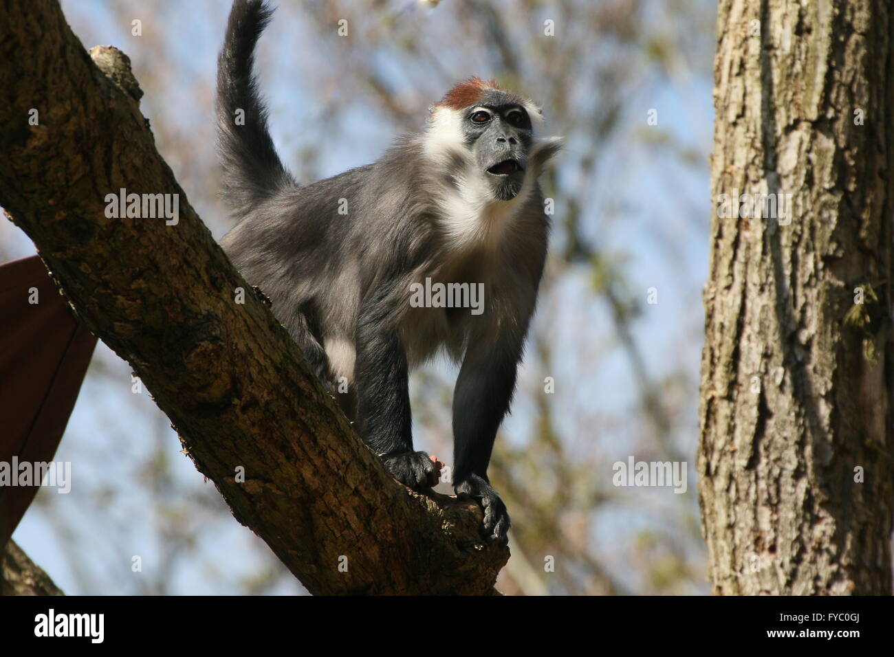 Cherry crowned mangabey monkey hi-res stock photography and images - Alamy