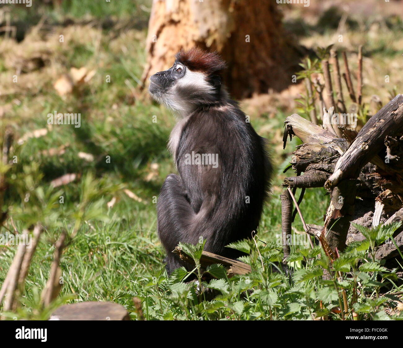 West African Red capped or (White) collared Mangabey (Cercocebus ...