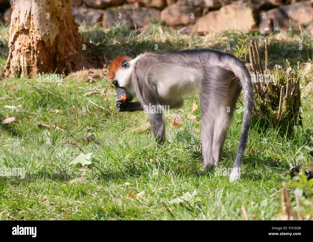 West African Red capped or (White) collared Mangabey (Cercocebus ...