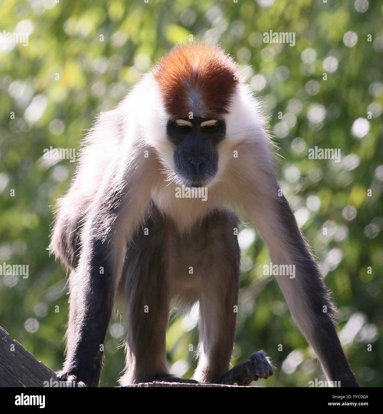 West African Red capped or (White) collared Mangabey (Cercocebus ...