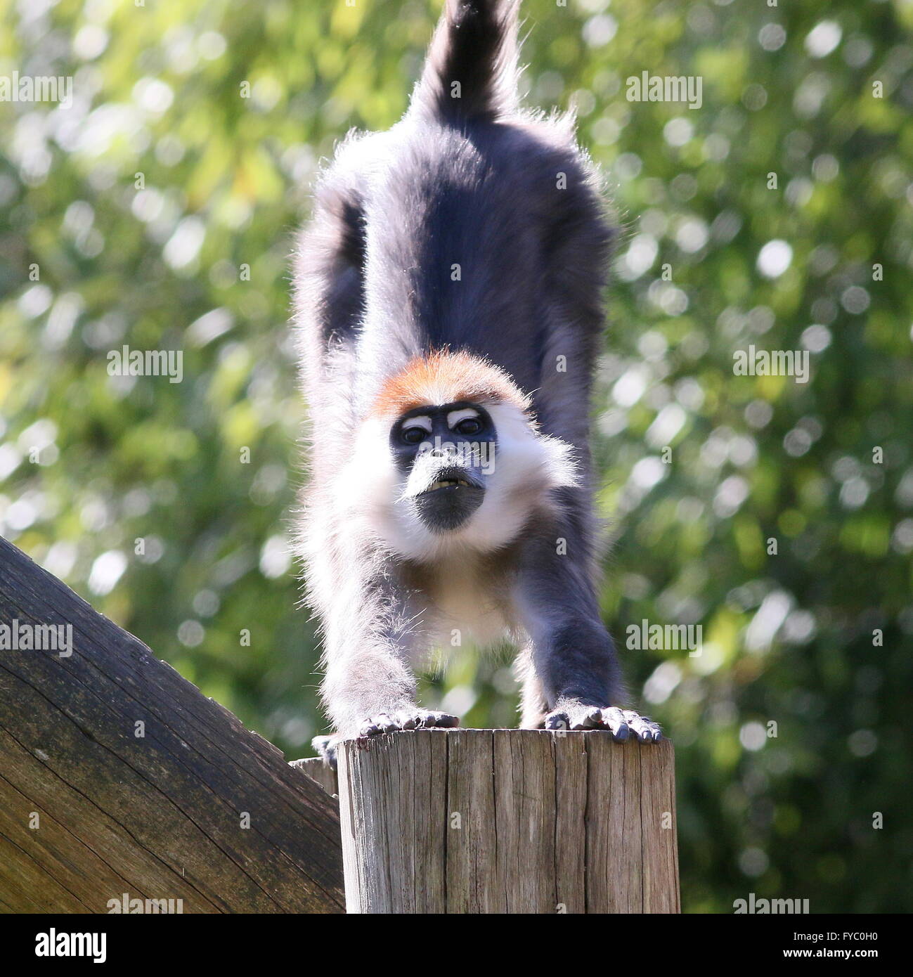 West African Red capped or (White) collared Mangabey (Cercocebus ...
