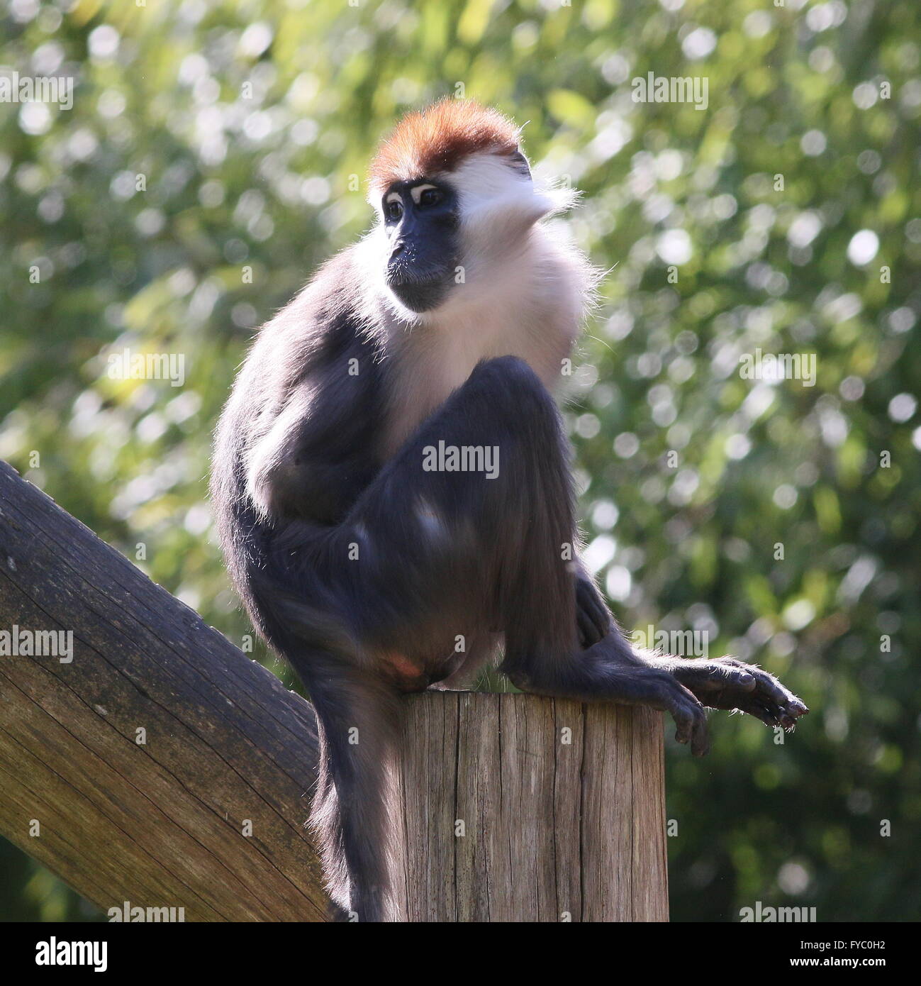 Halsbandmangabe hi-res stock photography and images - Alamy